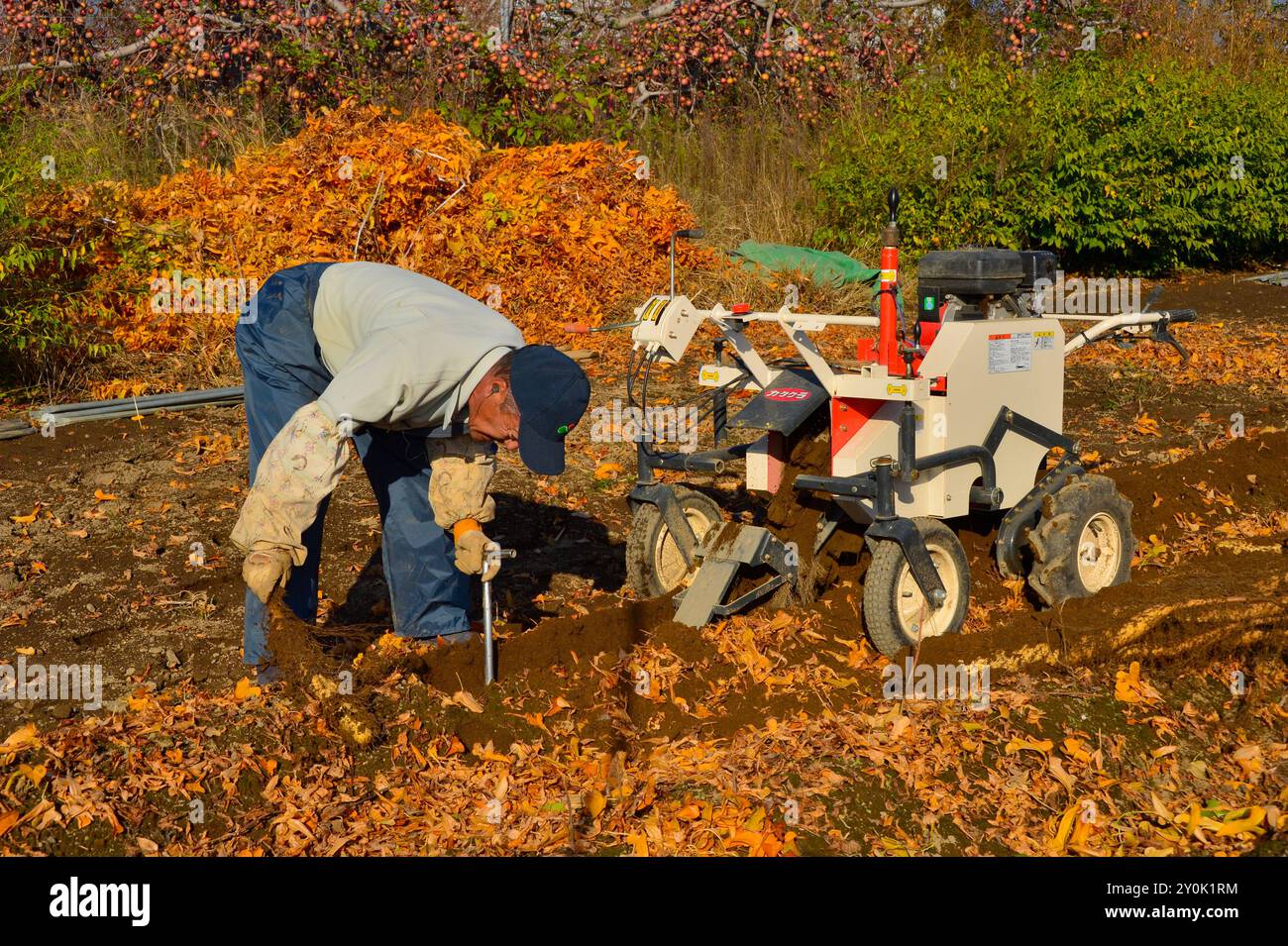 Harvest of Chinese Yam Stock Photo - Alamy