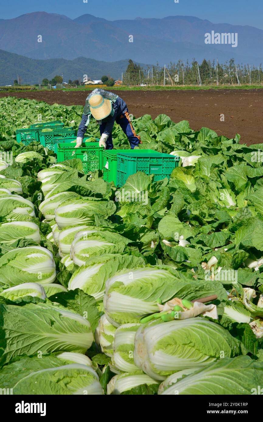 Harvest of Chinese cabbage Stock Photo - Alamy