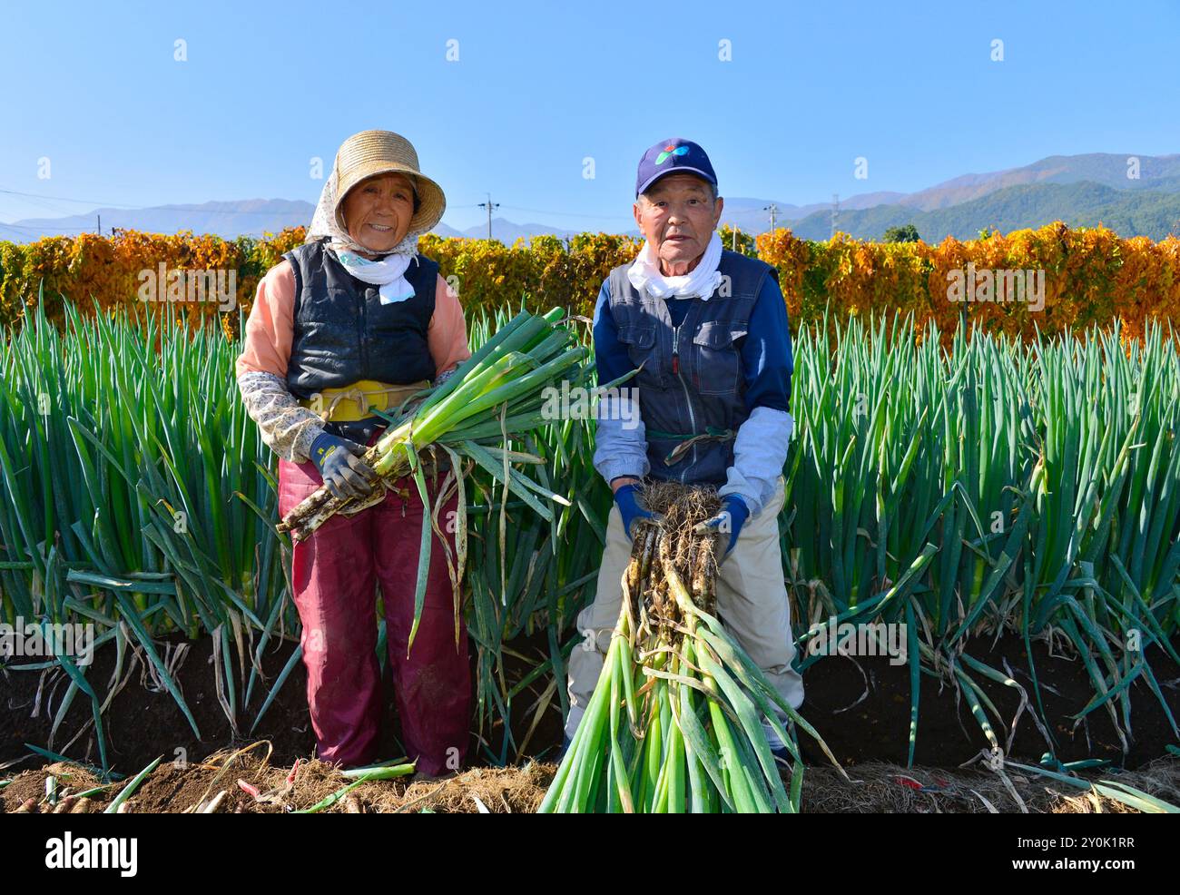 Harvest of onions hi-res stock photography and images - Alamy