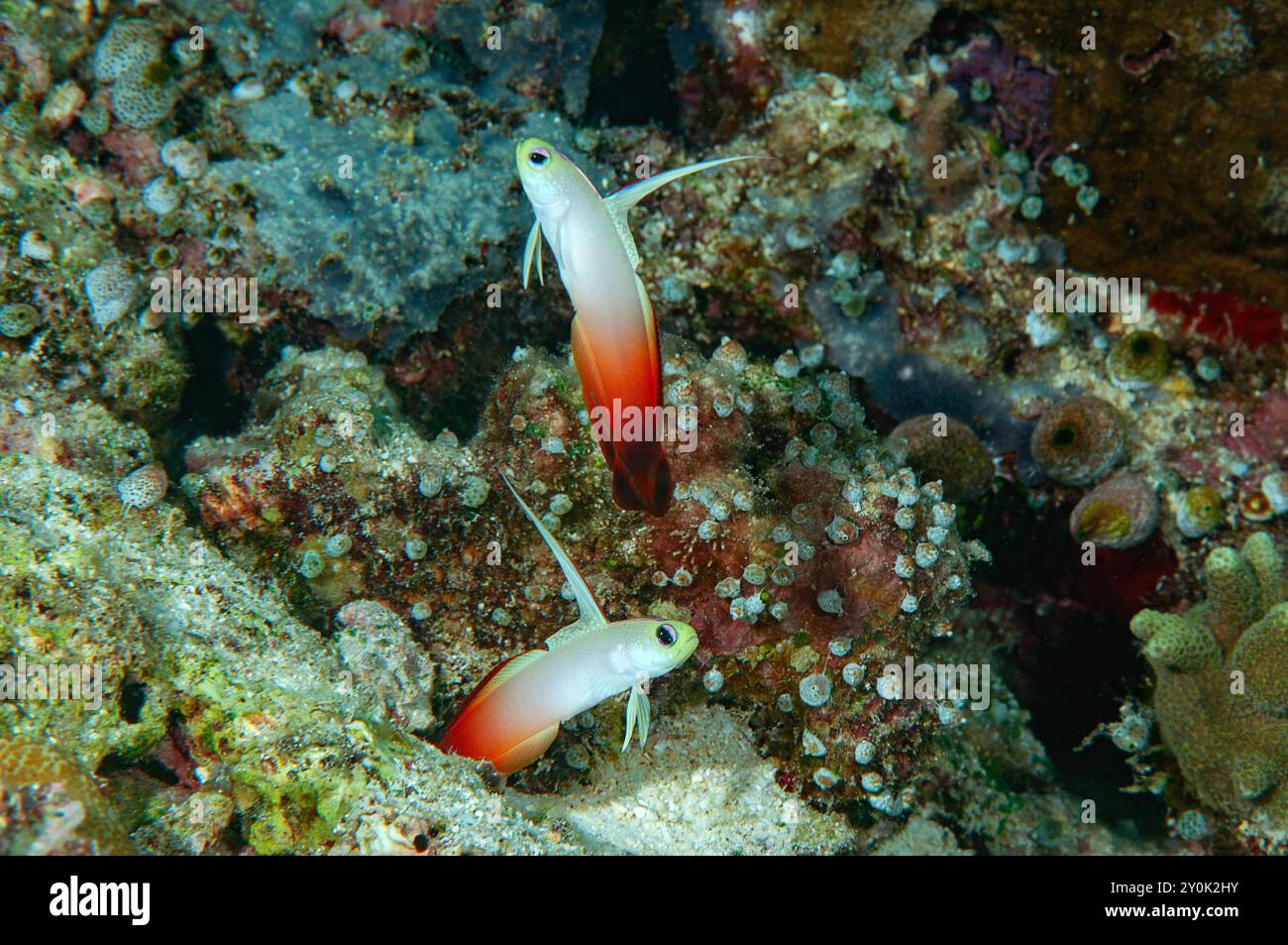 Fire Dart-fish swimming over corals Stock Photo - Alamy