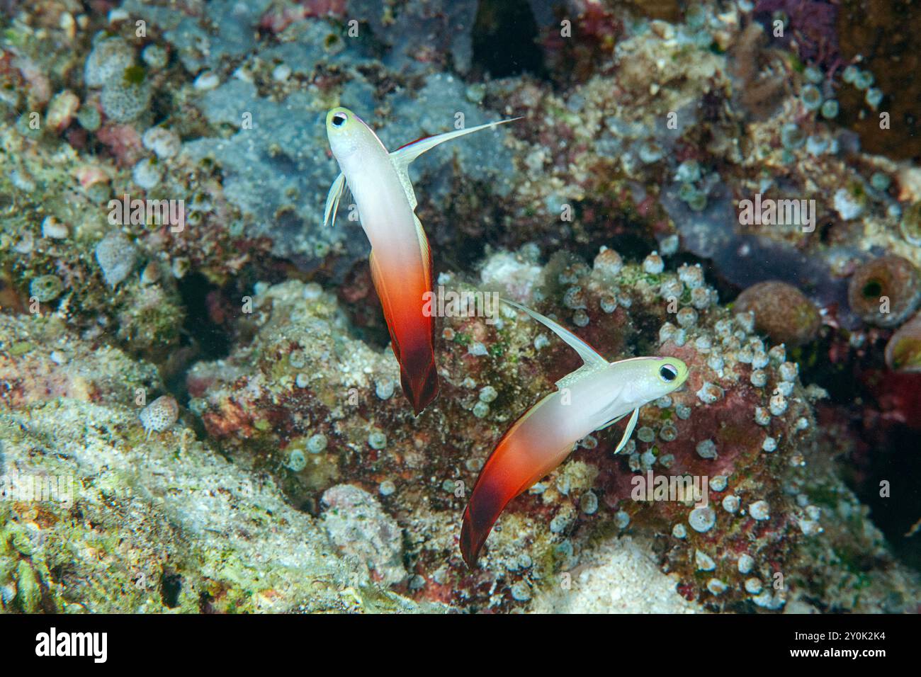 Fire Dart-fish swimming over corals Stock Photo - Alamy