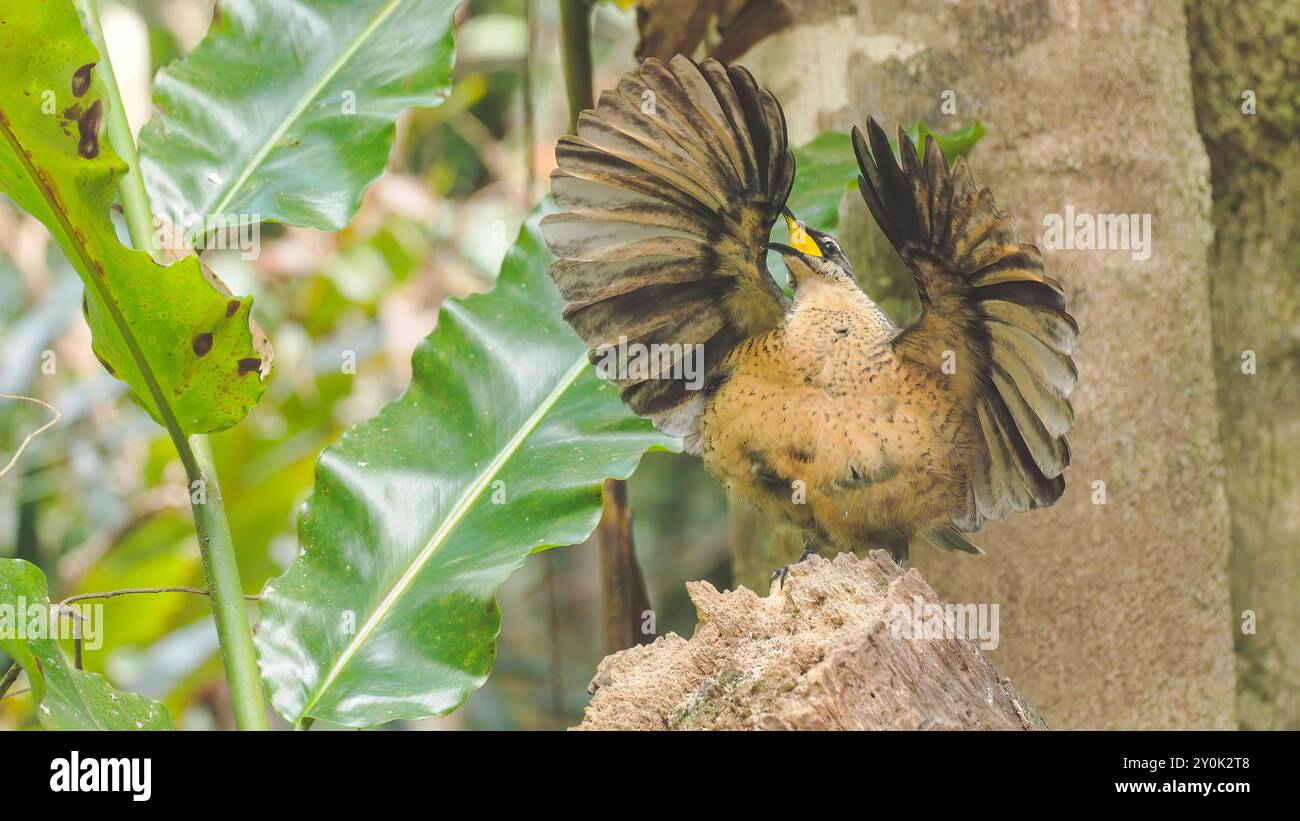 front view of an immature male victoria's riflebird practicing a mating ...