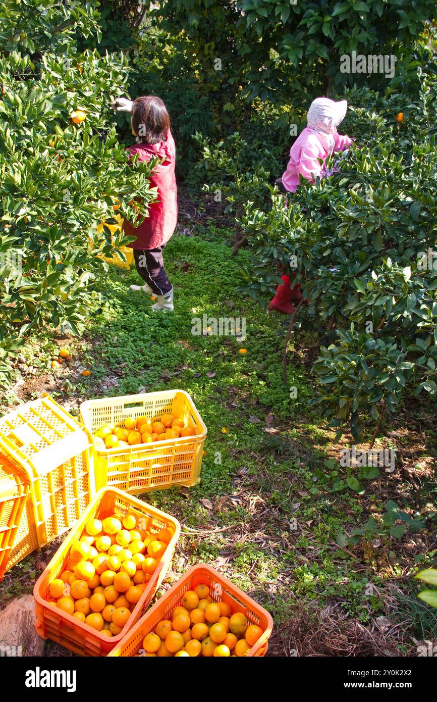 Harvest of Ehime Mikan Stock Photo - Alamy