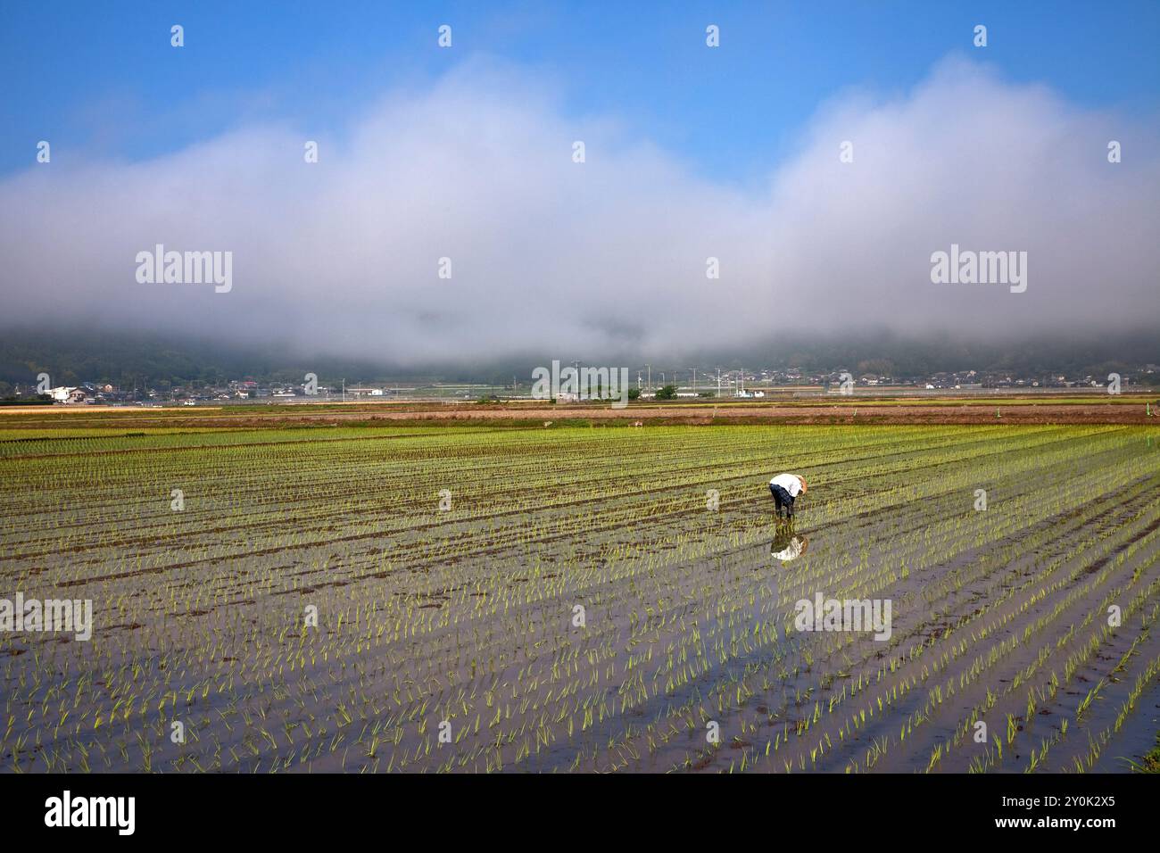 1 rice field 1 hi-res stock photography and images - Alamy