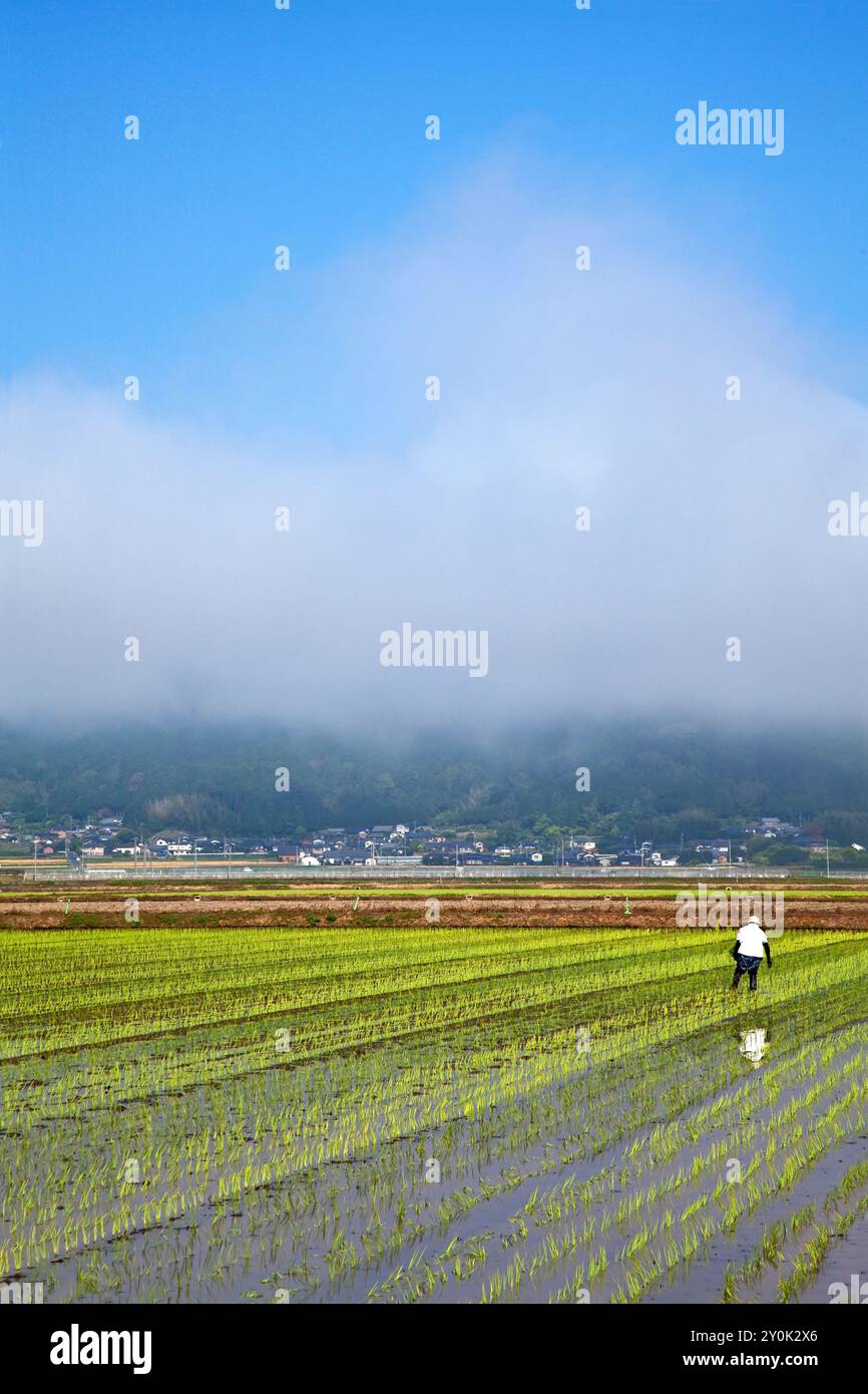 Rice planting in Uwa basin Stock Photo - Alamy