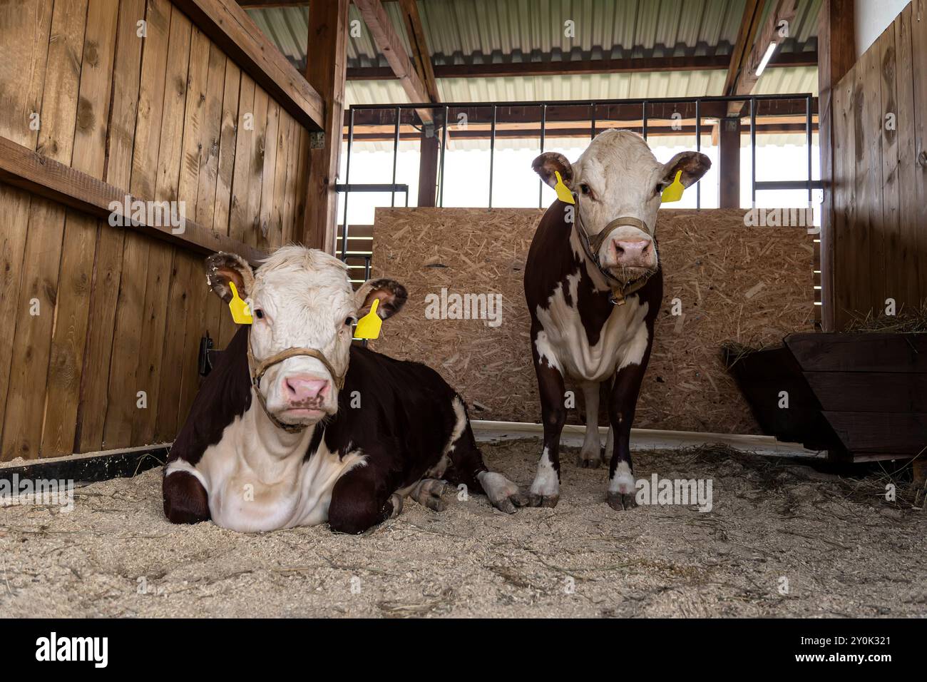 Two bulls are standing in a cattle pen. Meat animal husbandry Stock ...