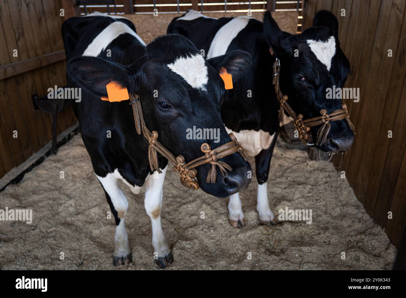 A cow and calf are standing in a cage. Cattle breeding Stock Photo - Alamy