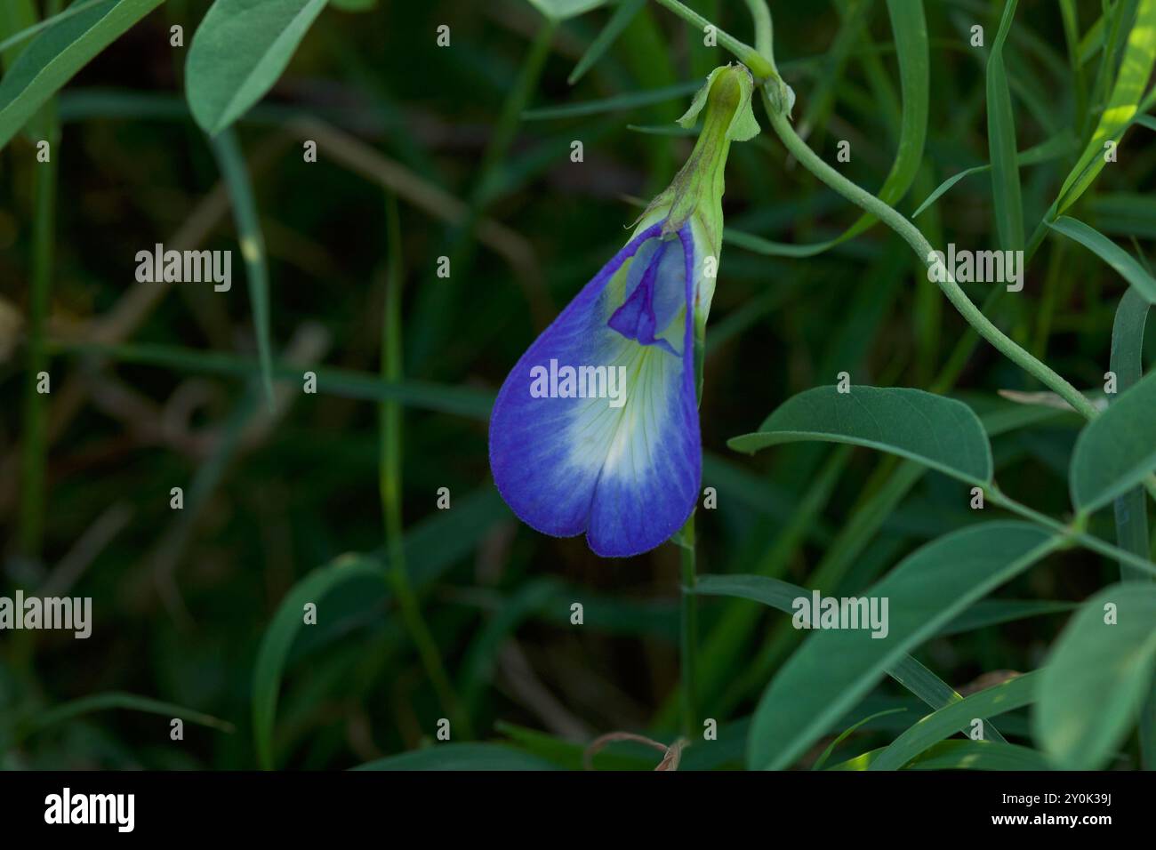 Clitoria ternatea flower growing in nature. Asian pigeonwings ...