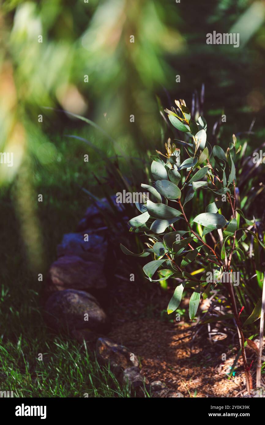 native Australian hakea plant outdoor in beautiful tropical backyard ...