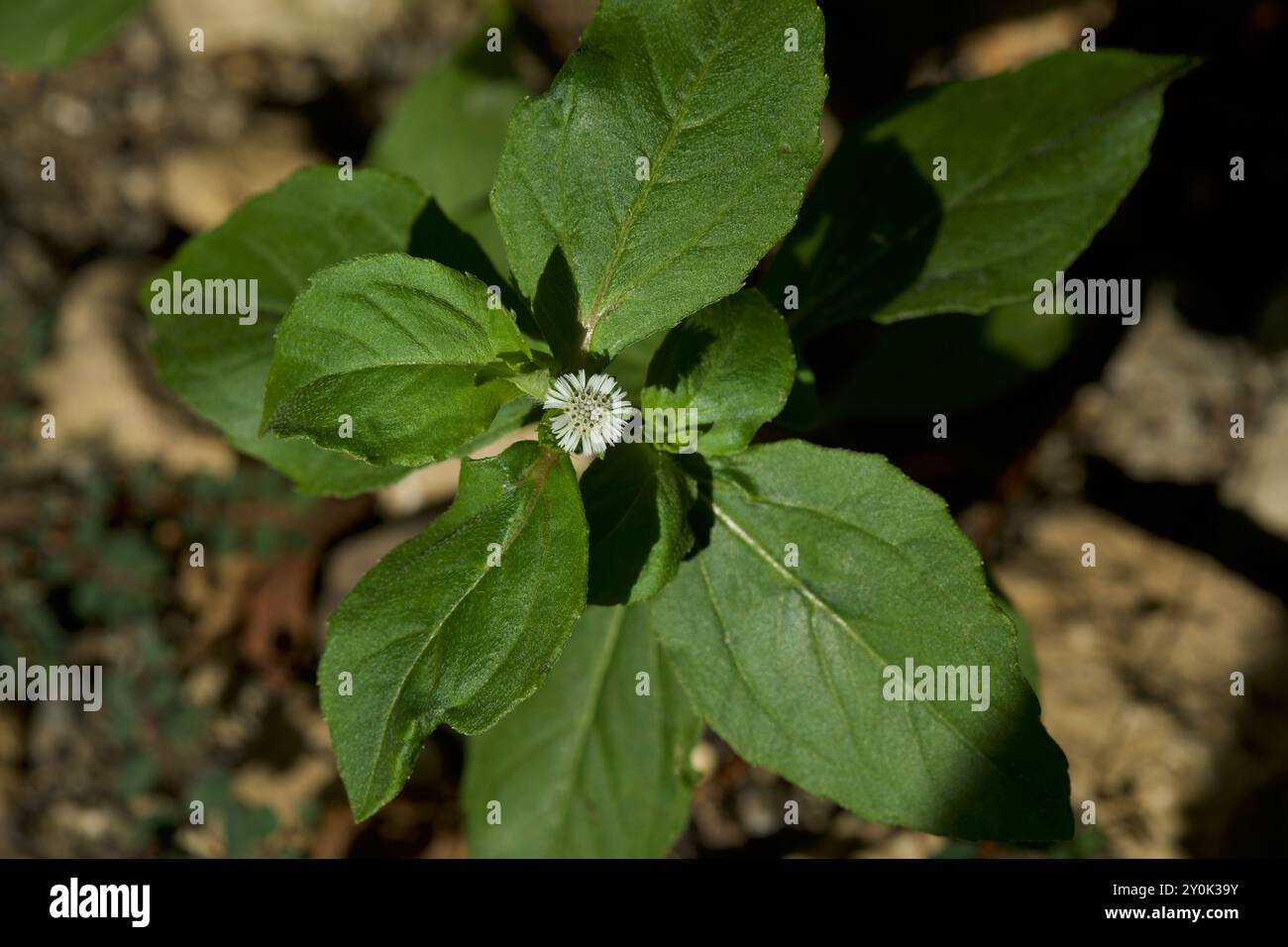 False daisy plant growing in garden. Eclipta alba. Eclipta prostrata ...