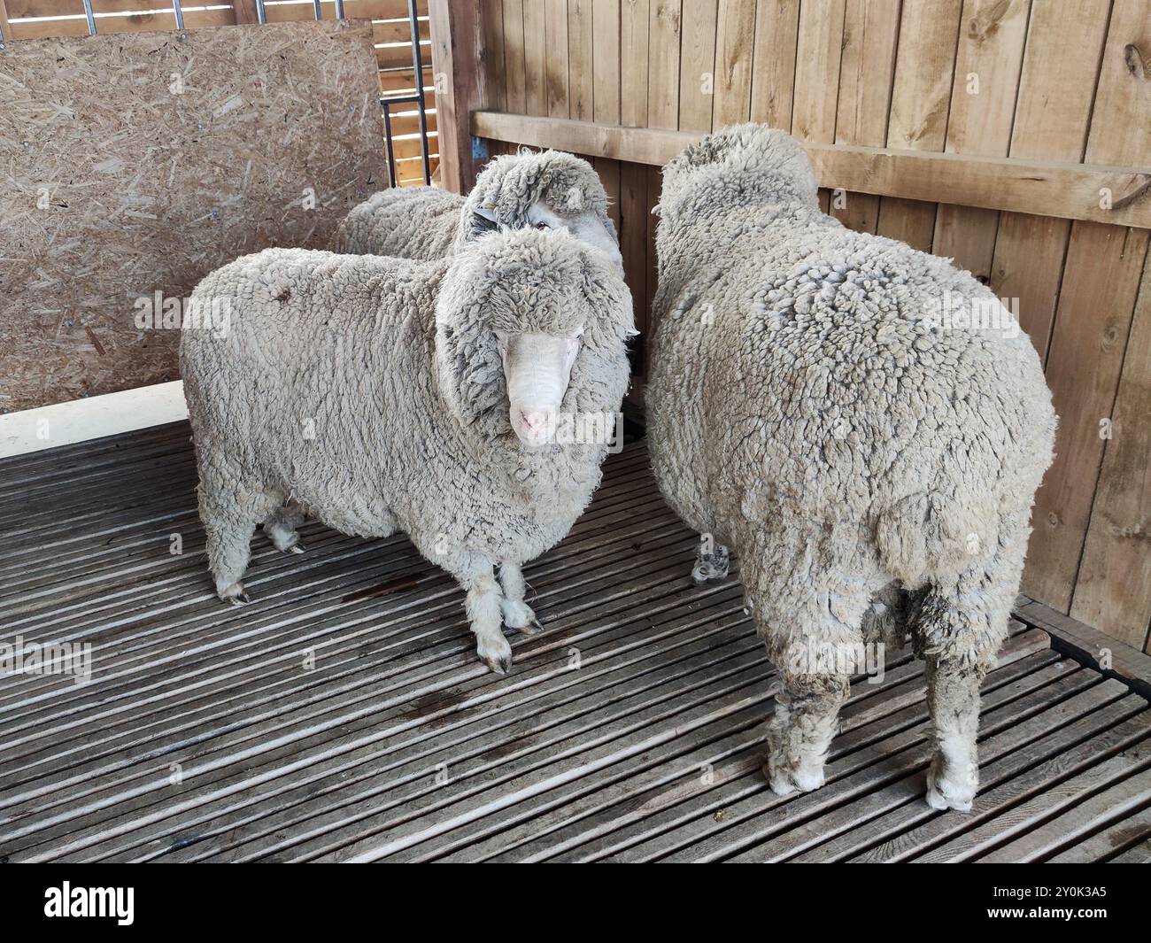 Sheep stable. Group of sheep domestic animals in barn Farming breeding and food production. wool ...