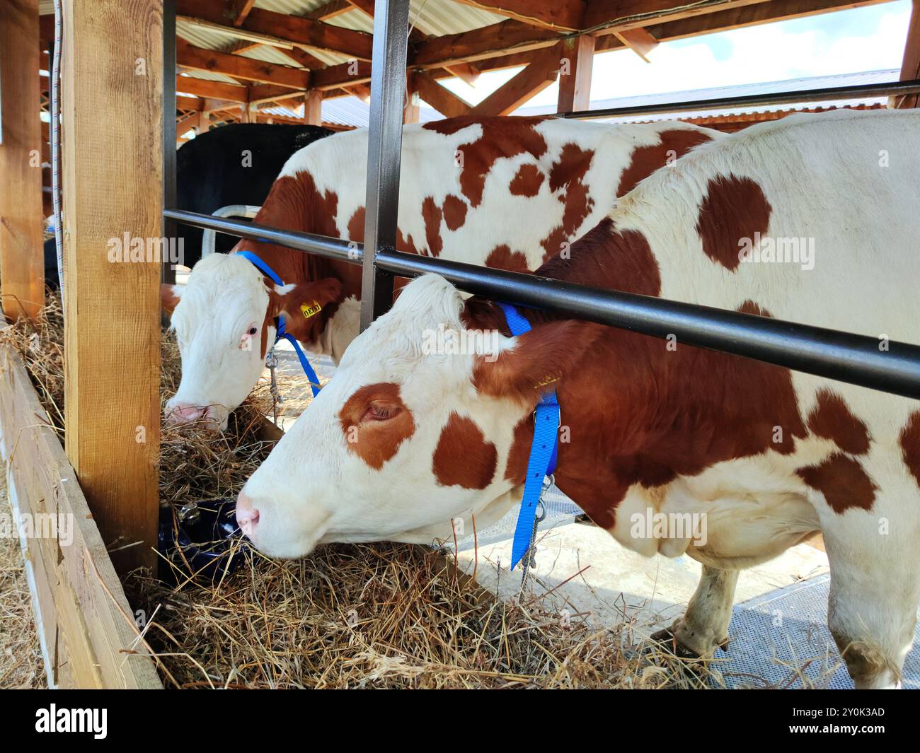 Healthy dairy cows feeding on fodder standing in row of stables in cattle farm barn. Concept of ...