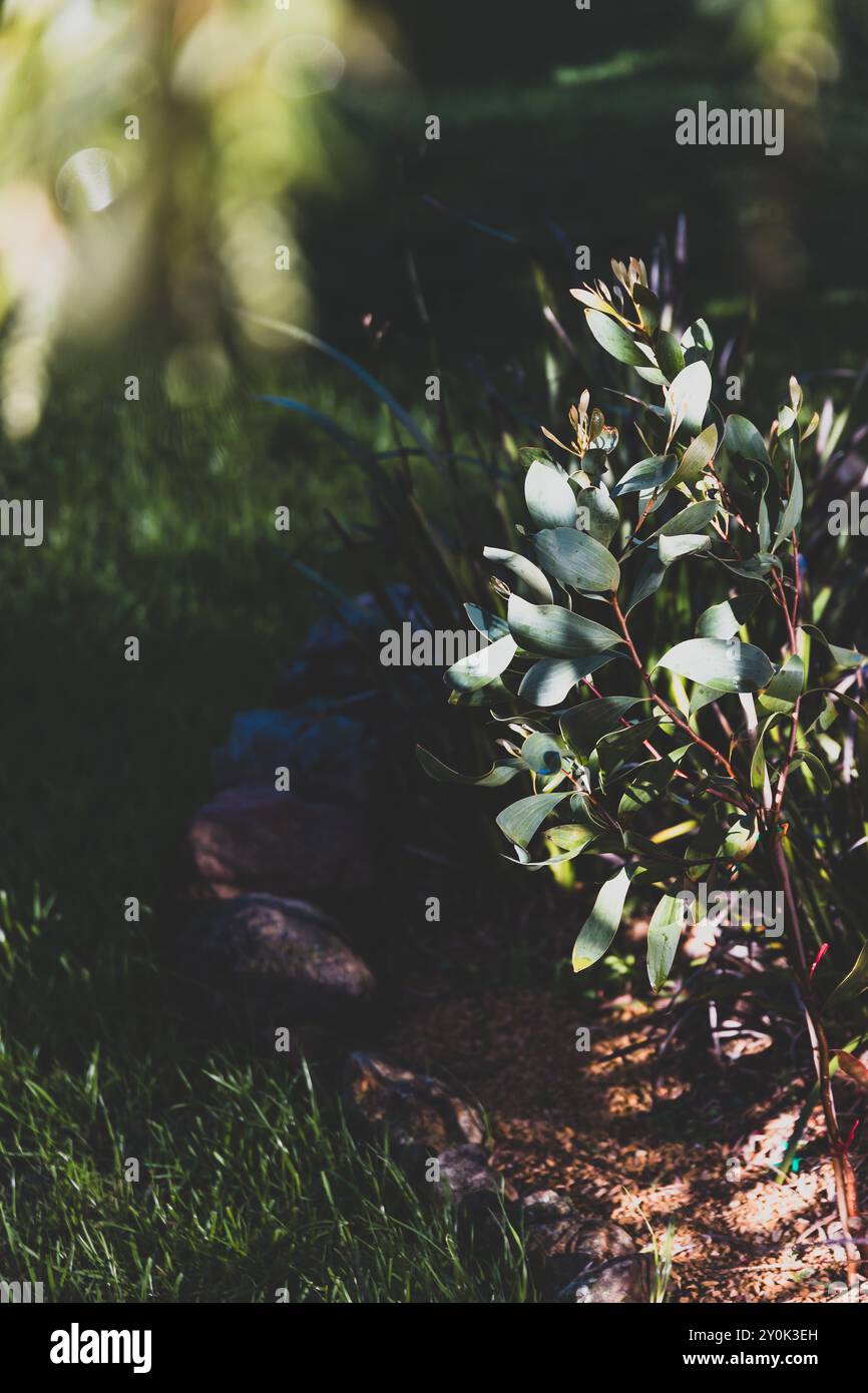 native Australian hakea plant outdoor in beautiful tropical backyard ...