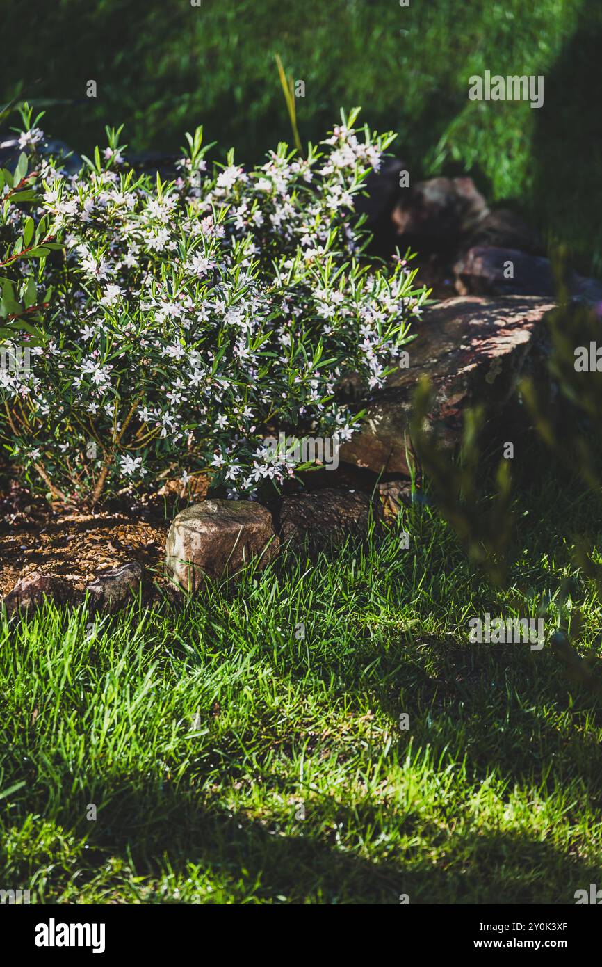 Philotheca plant hi-res stock photography and images - Alamy