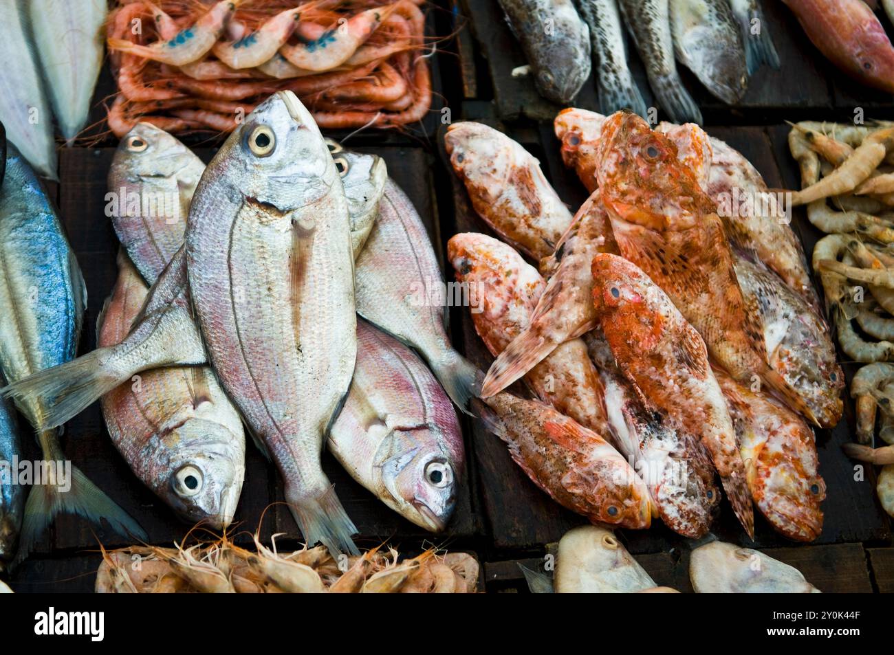 A colorful fish & seafood market by the fishing port in Alexandria ...