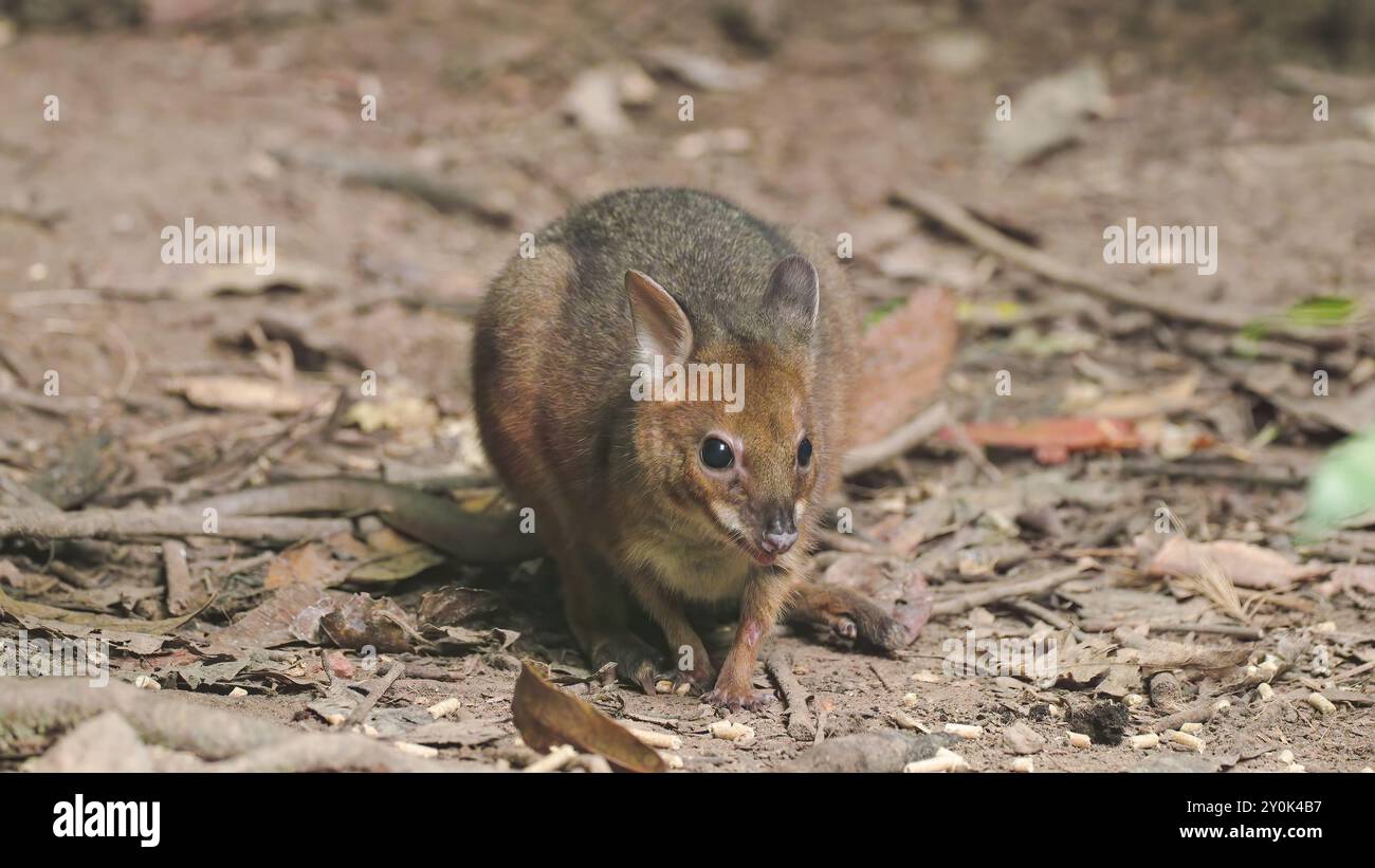 musky rat-kangaroo feeding on the rainforest floor Stock Photo - Alamy