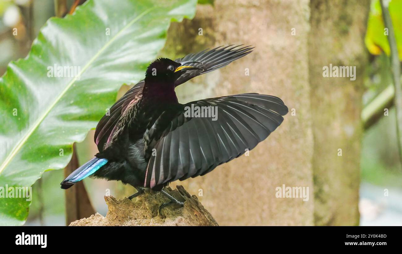 a rear view of a male victoria's riflebird, on a stump, performing its ...