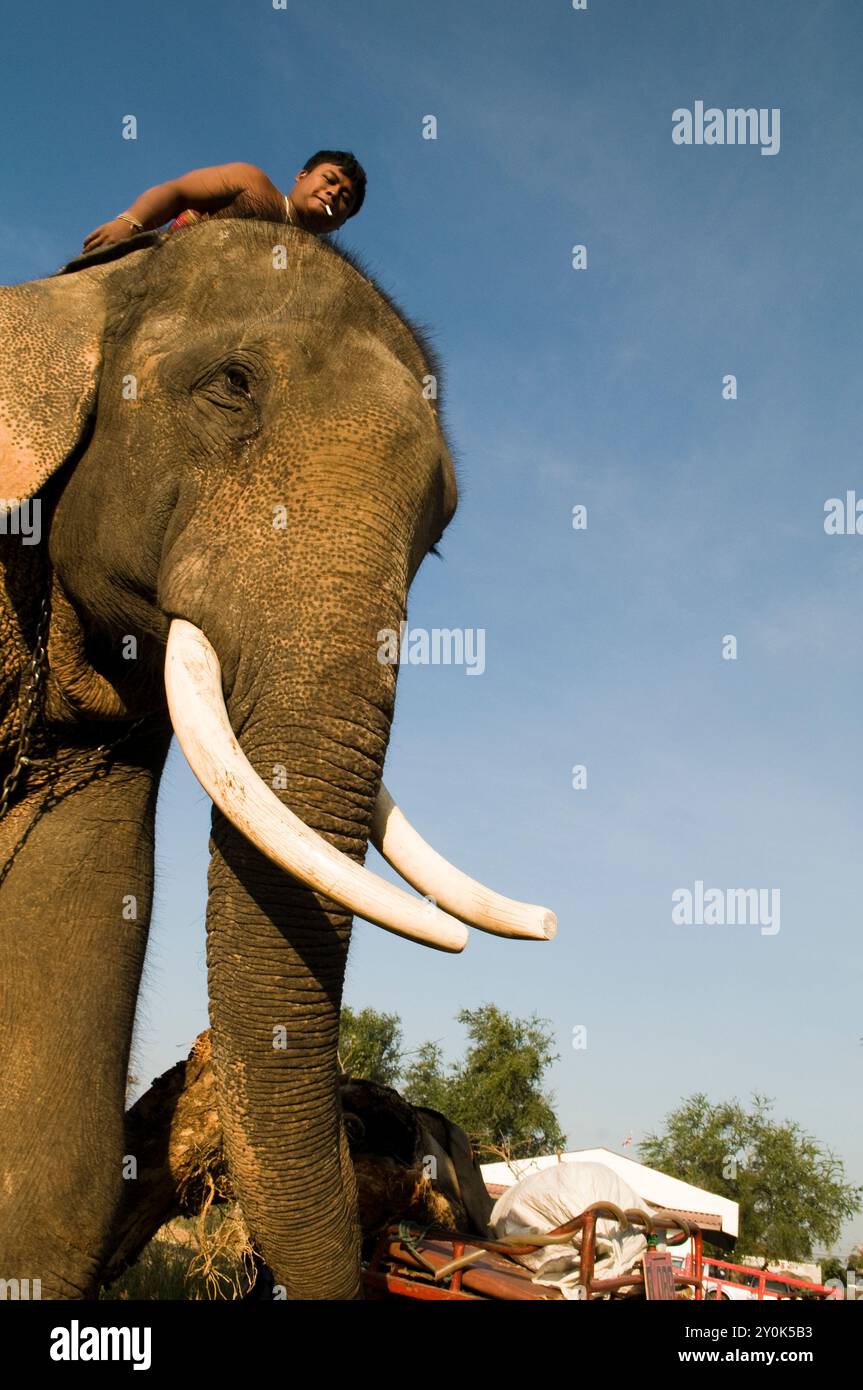 The colorful elephant Round-up in Surin, Thailand Stock Photo - Alamy