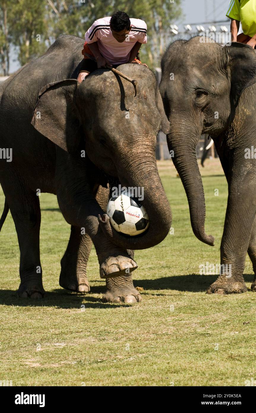 The colorful elephant Round-up in Surin, Thailand Stock Photo - Alamy