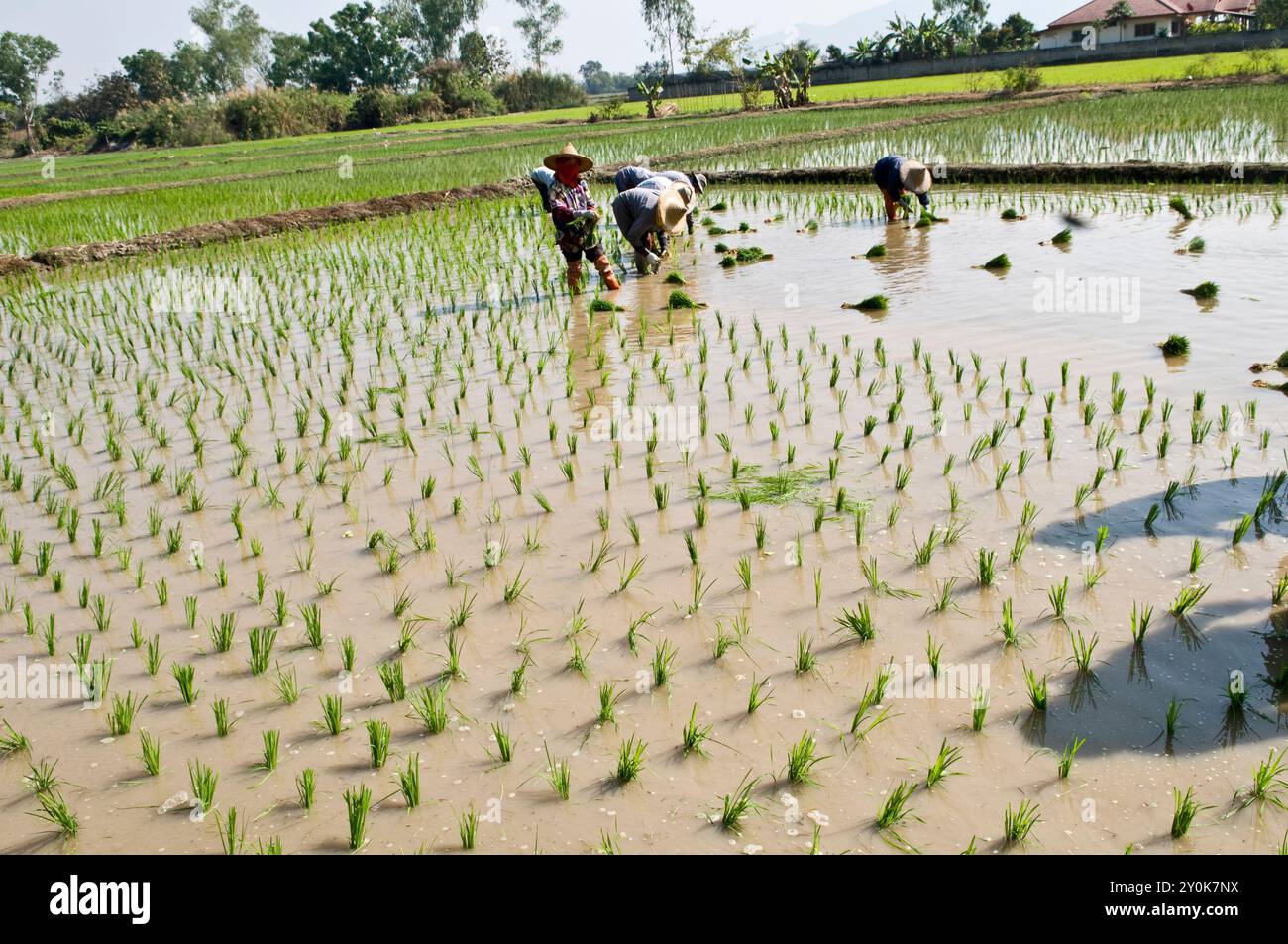 Transplanting the Paddy crop in North Thailand Stock Photo - Alamy