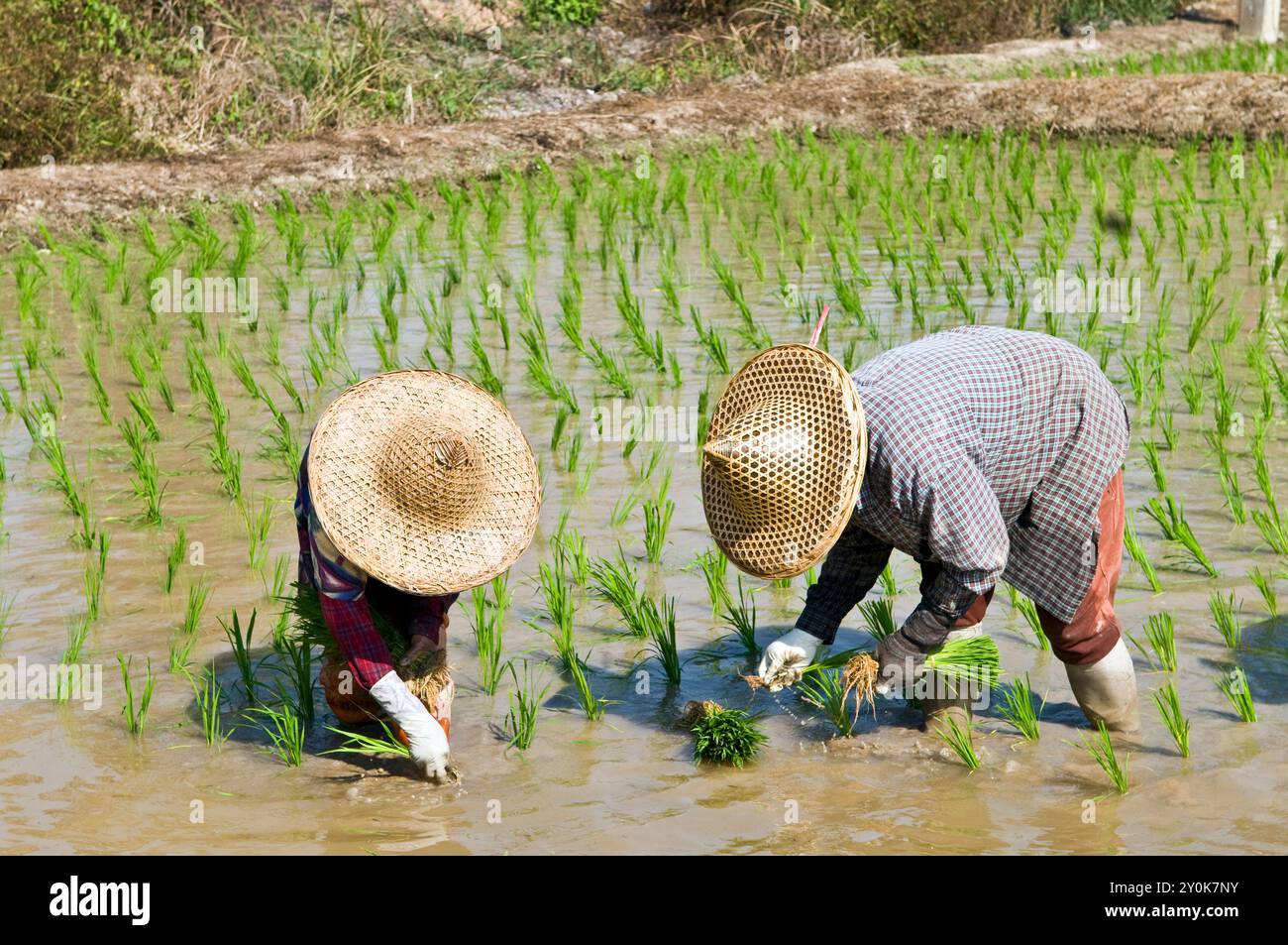 Paddy transplanting hi-res stock photography and images - Alamy