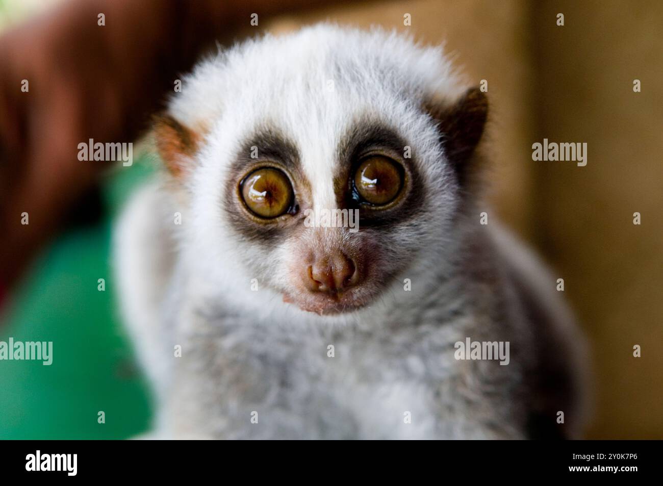 Nycticebus bengalensis hi-res stock photography and images - Alamy