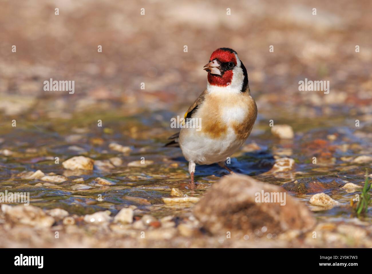 Goldfinch, Pizzoli (AQ), Italy, June 2021 Stock Photo - Alamy