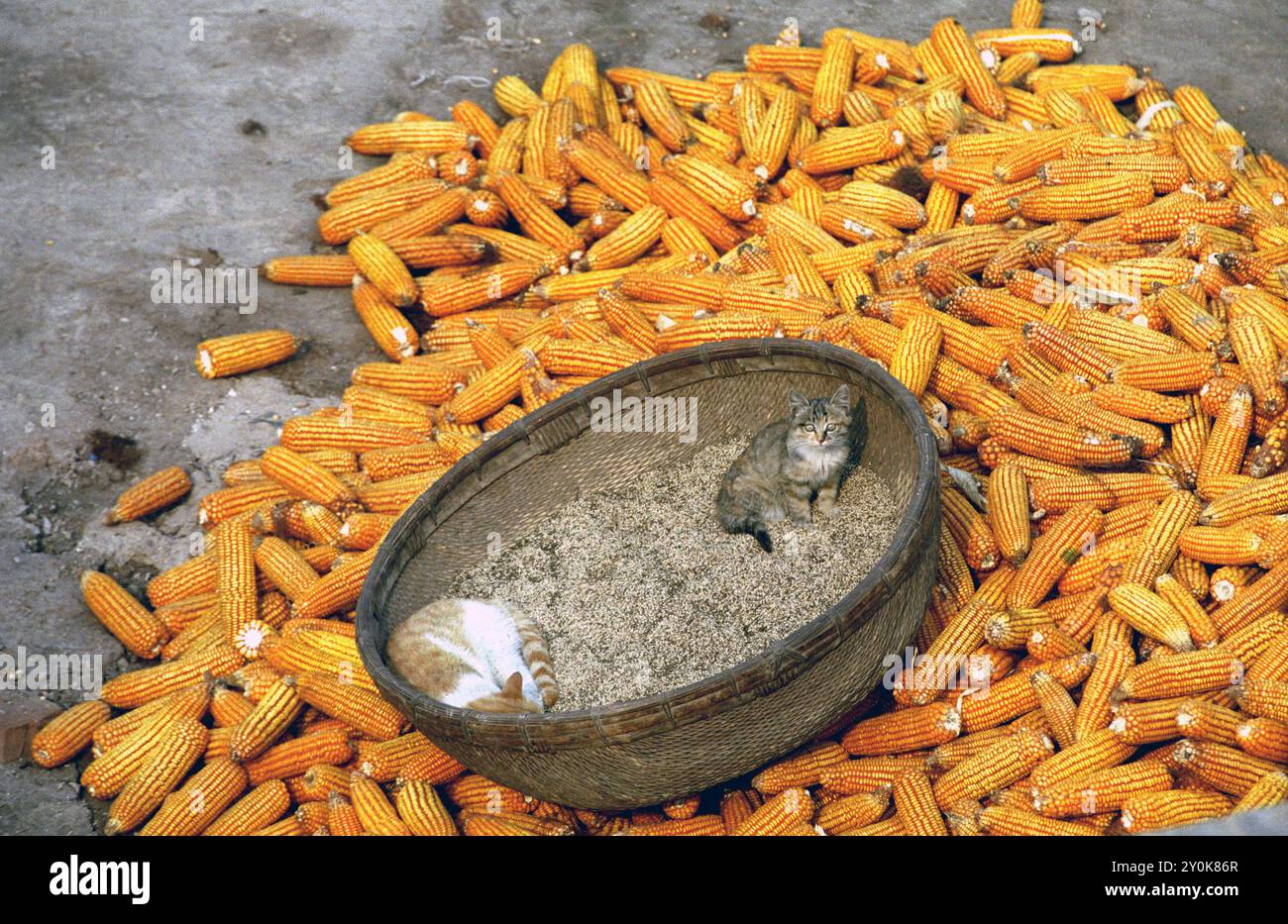 Shanxi china cat hi-res stock photography and images - Alamy