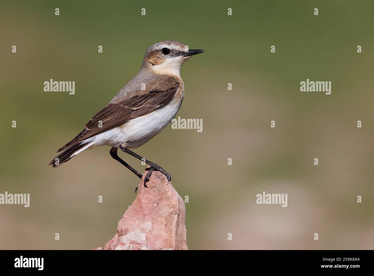 Northern Wheatear, Gran Sasso national park, Italy, June 2021 Stock ...