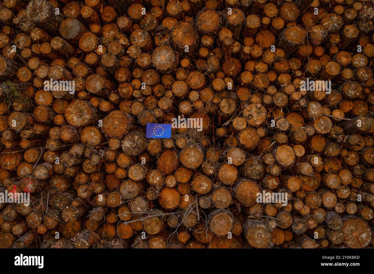 UN Climate Change Conference. China Deforestation. Ecological disaster ...