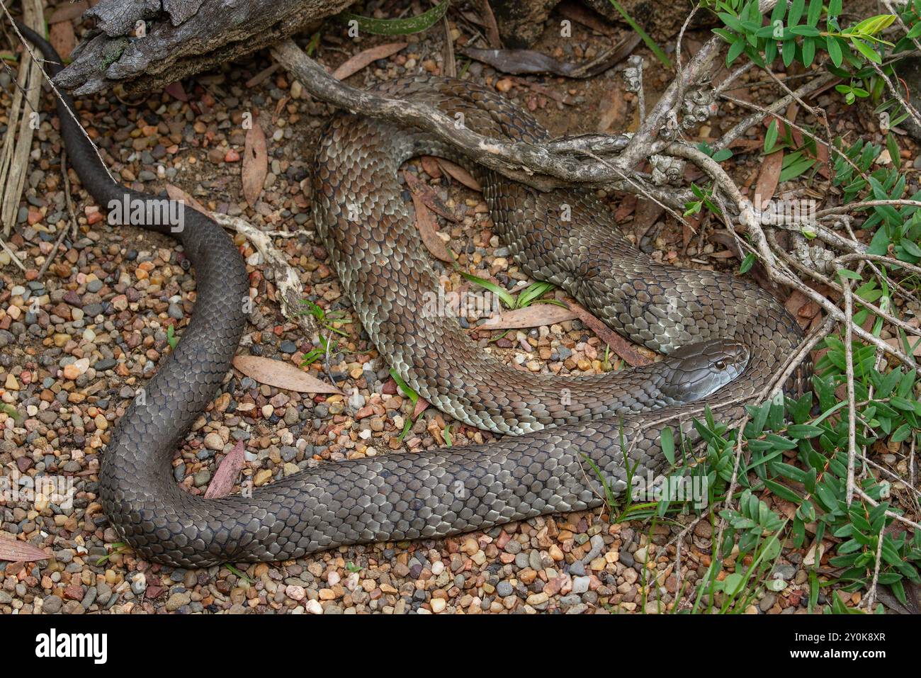 Australian highly venomous Eastern Tiger Snake Stock Photo - Alamy