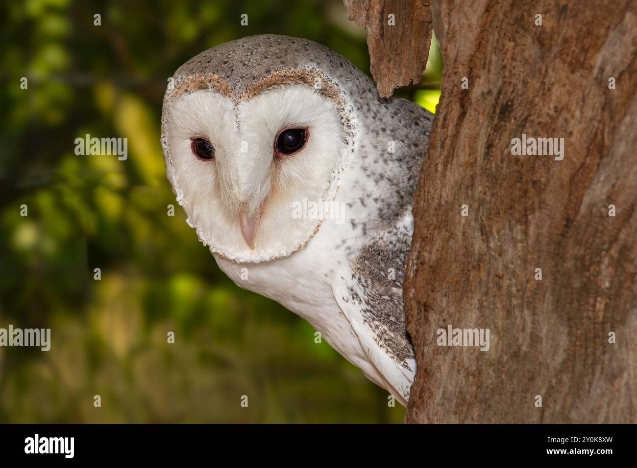 Australian barn hi-res stock photography and images - Alamy