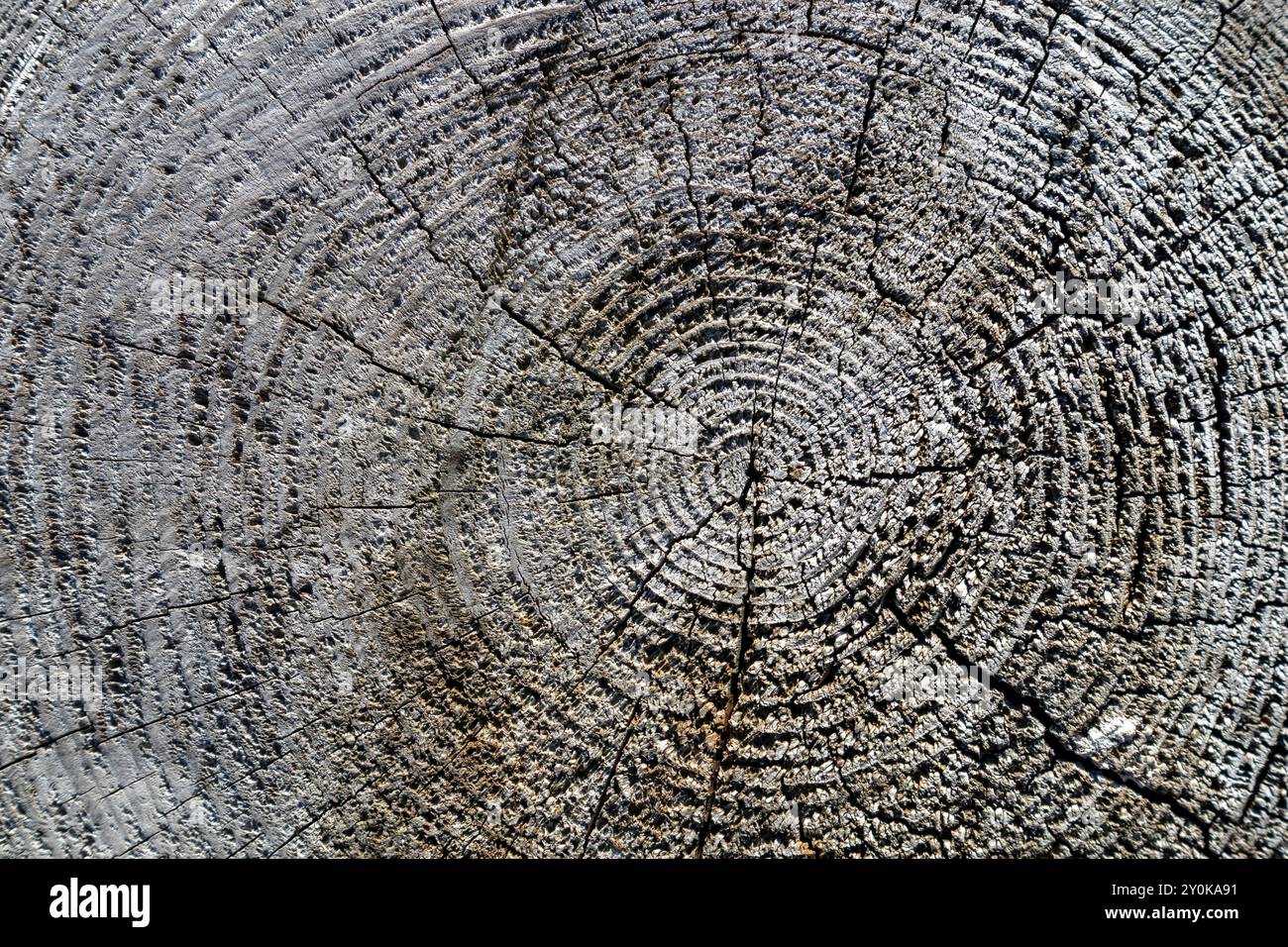 weathered annual growth rings on grey old tree stump background ...
