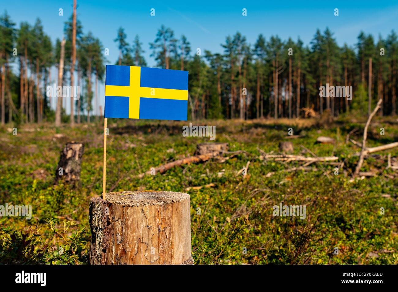 UN Climate Change Conference. China Deforestation. Ecological disaster ...