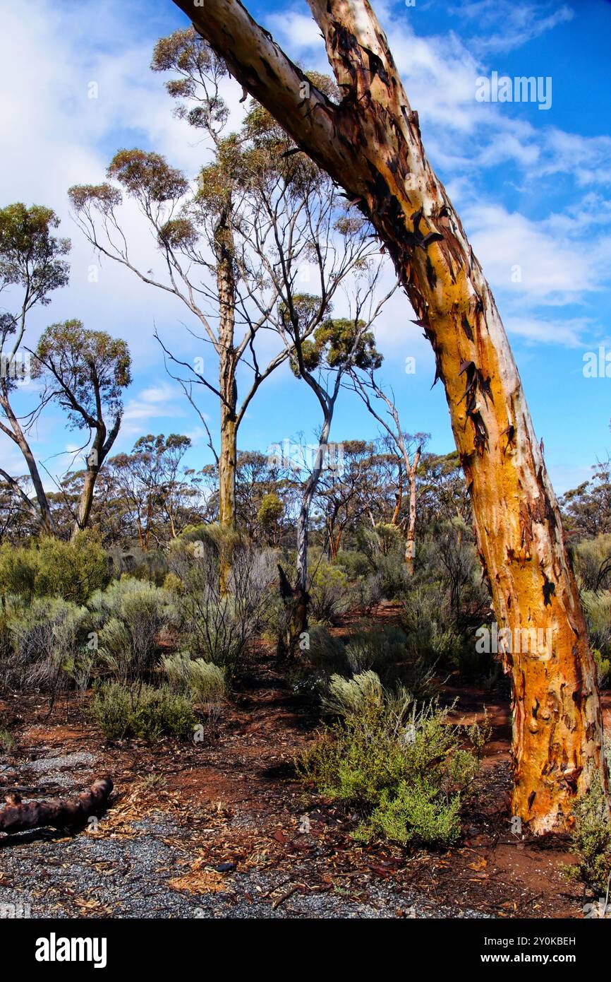 Australian eucalyptus bushland, Western Australia Stock Photo - Alamy