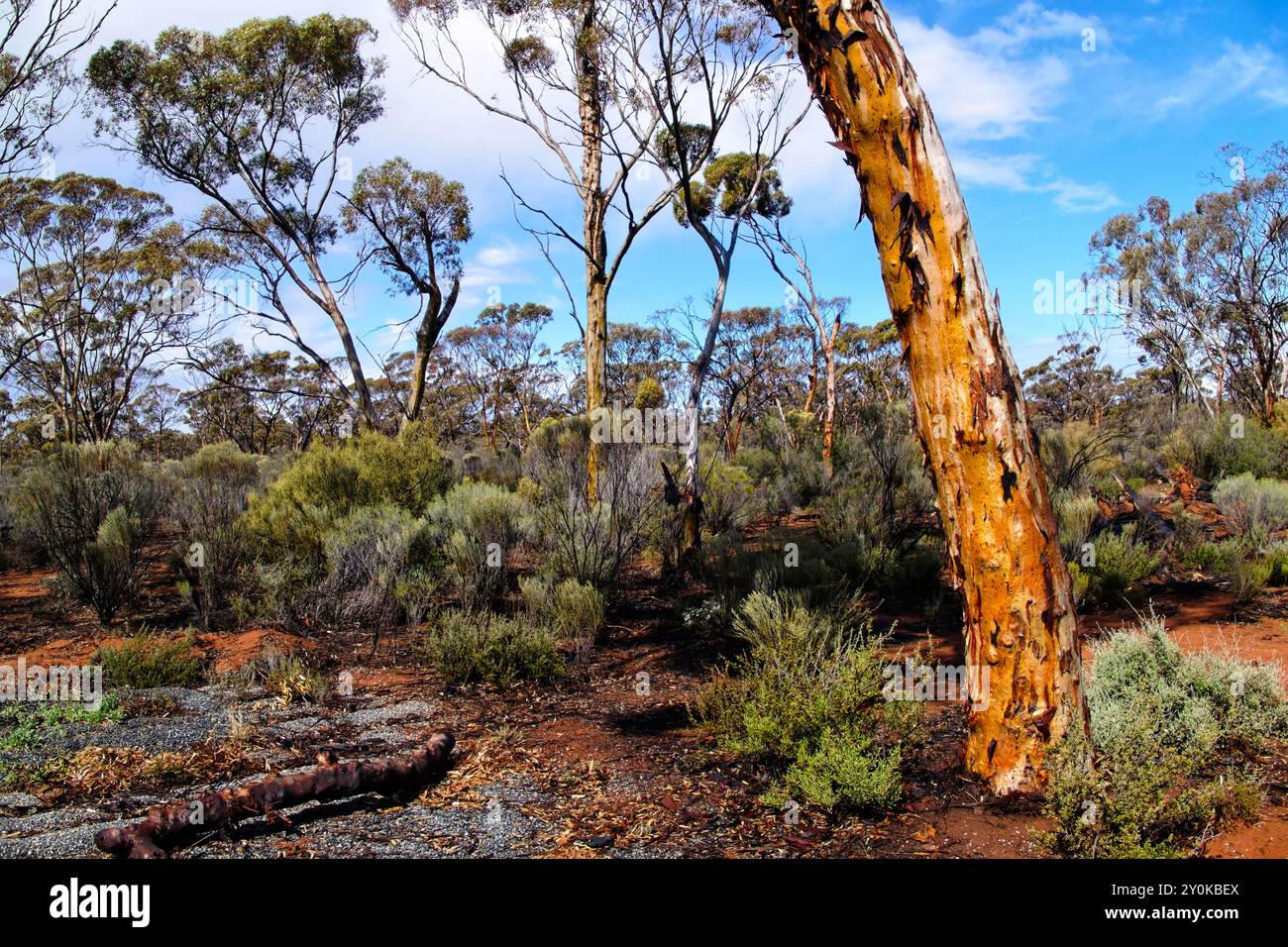 Australian eucalyptus bushland, Western Australia Stock Photo - Alamy