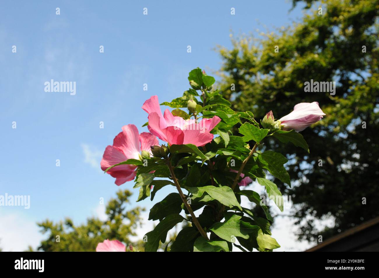 Kastrup- Copenhagen -Denmark HibiScus flowers in danish capital ...