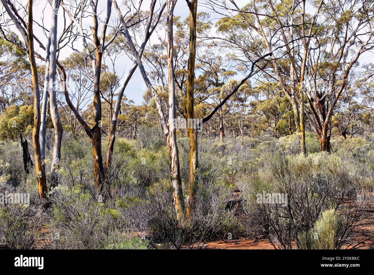 Australian eucalyptus bushland, Western Australia Stock Photo - Alamy