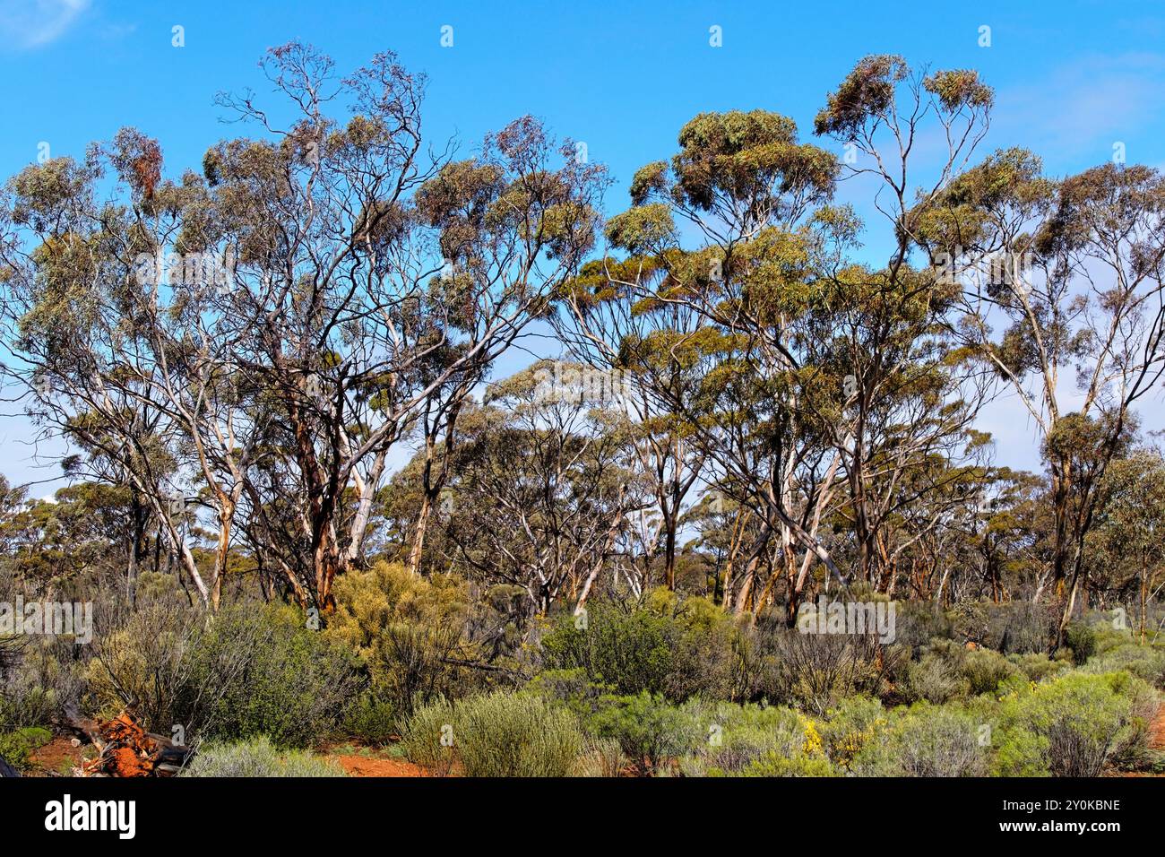 Australian eucalyptus bushland, Western Australia Stock Photo - Alamy