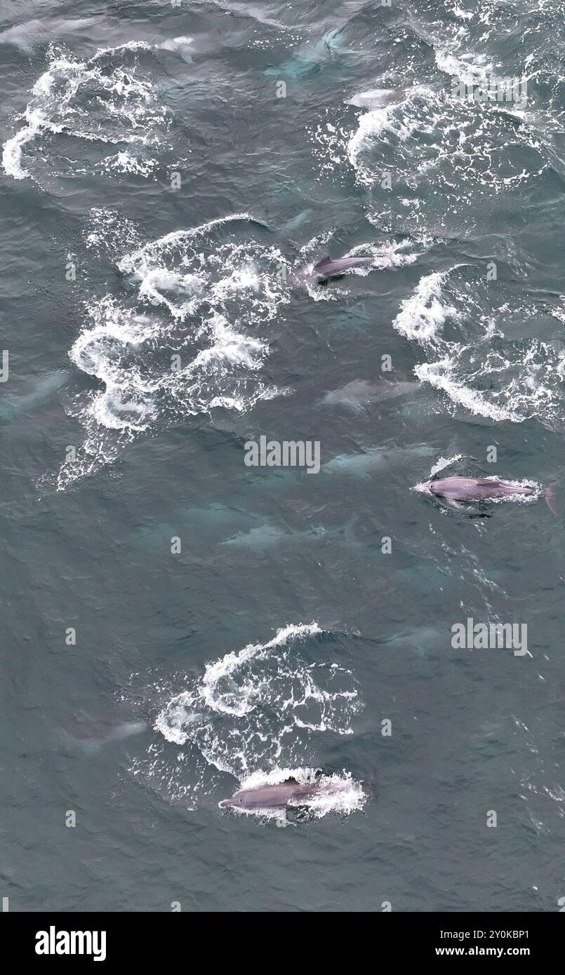 03rd Sep, 2024. Bottlenose dolphins off Jeju Bottlenose dolphins are ...