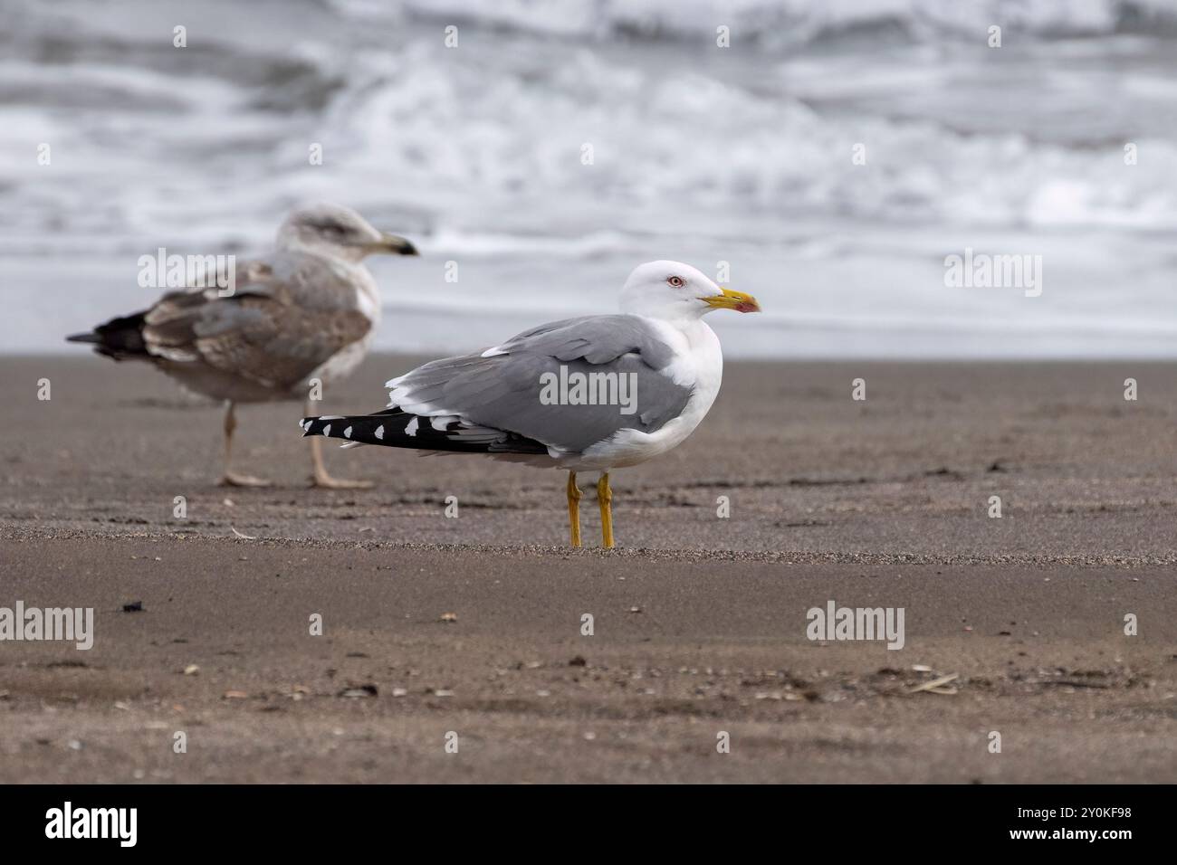 Juvenile yellow legged gull hi-res stock photography and images - Alamy