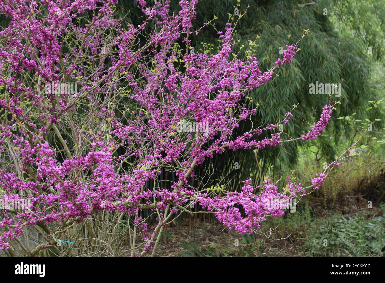 Cercis siliquastrum, commonly known as the Judas tree Tree from ...