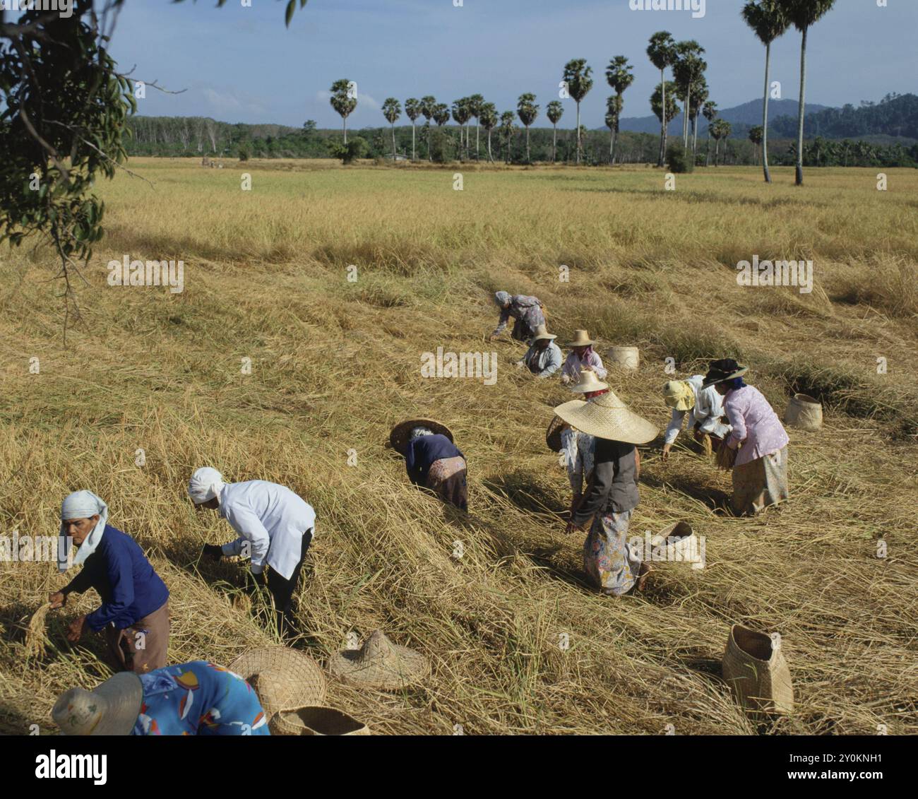 Woman harvest rice hi-res stock photography and images - Alamy