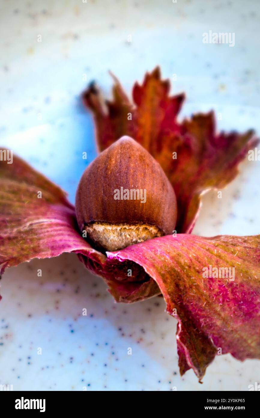 Purple hazel with hazelnuts, corylus maxima purpurea Stock Photo - Alamy