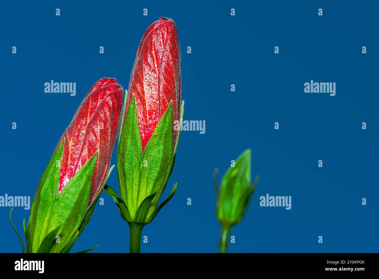 Intertwined roses hi-res stock photography and images - Alamy