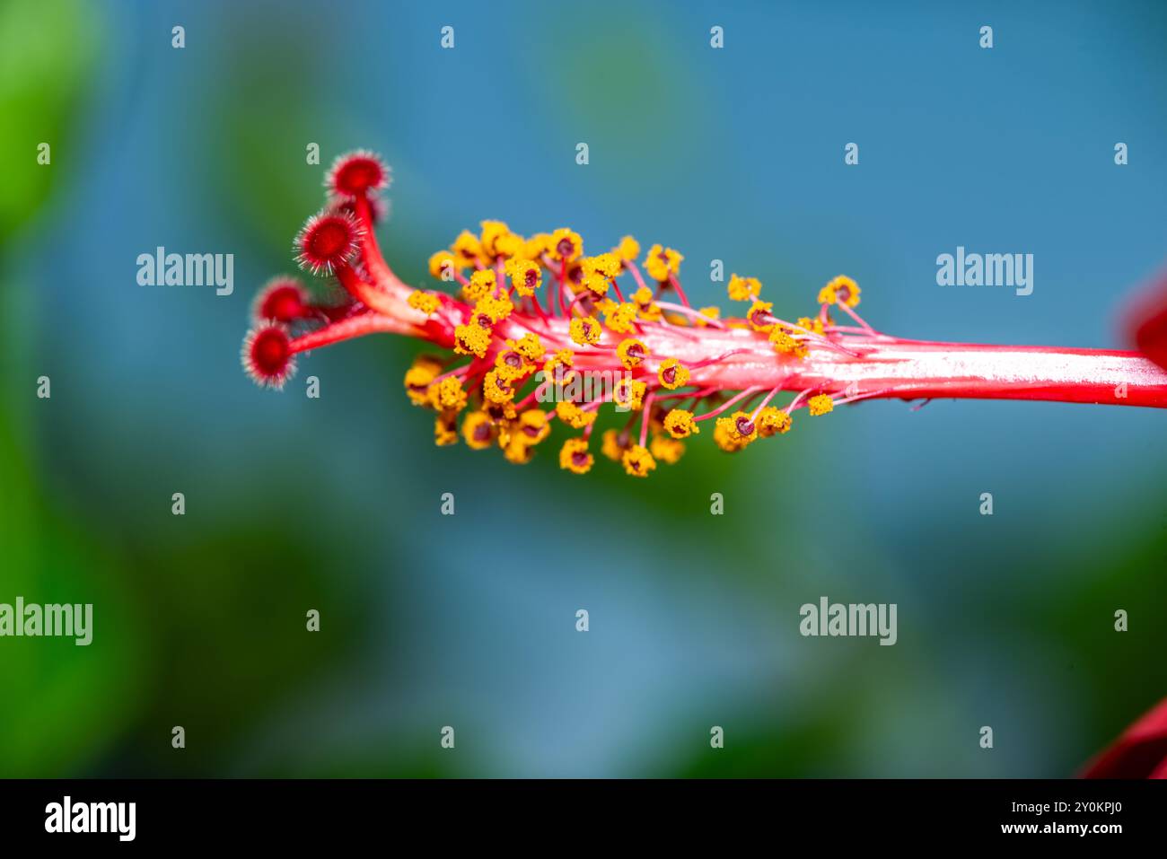 A stunning macro photograph capturing the intricate details and vibrant ...