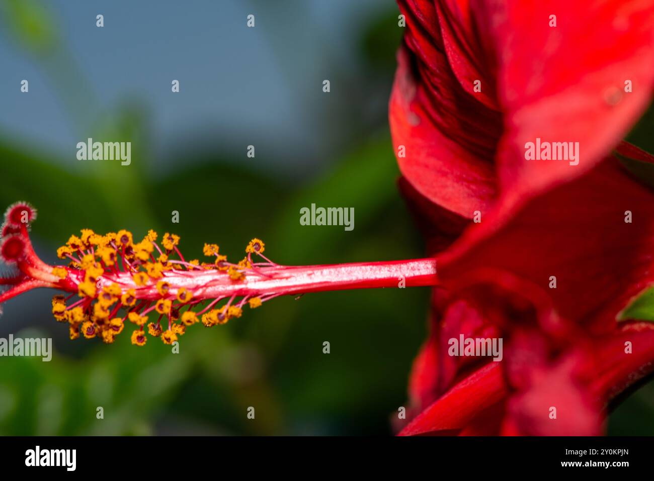 A stunning macro photograph capturing the intricate details and vibrant stamens of the red ...