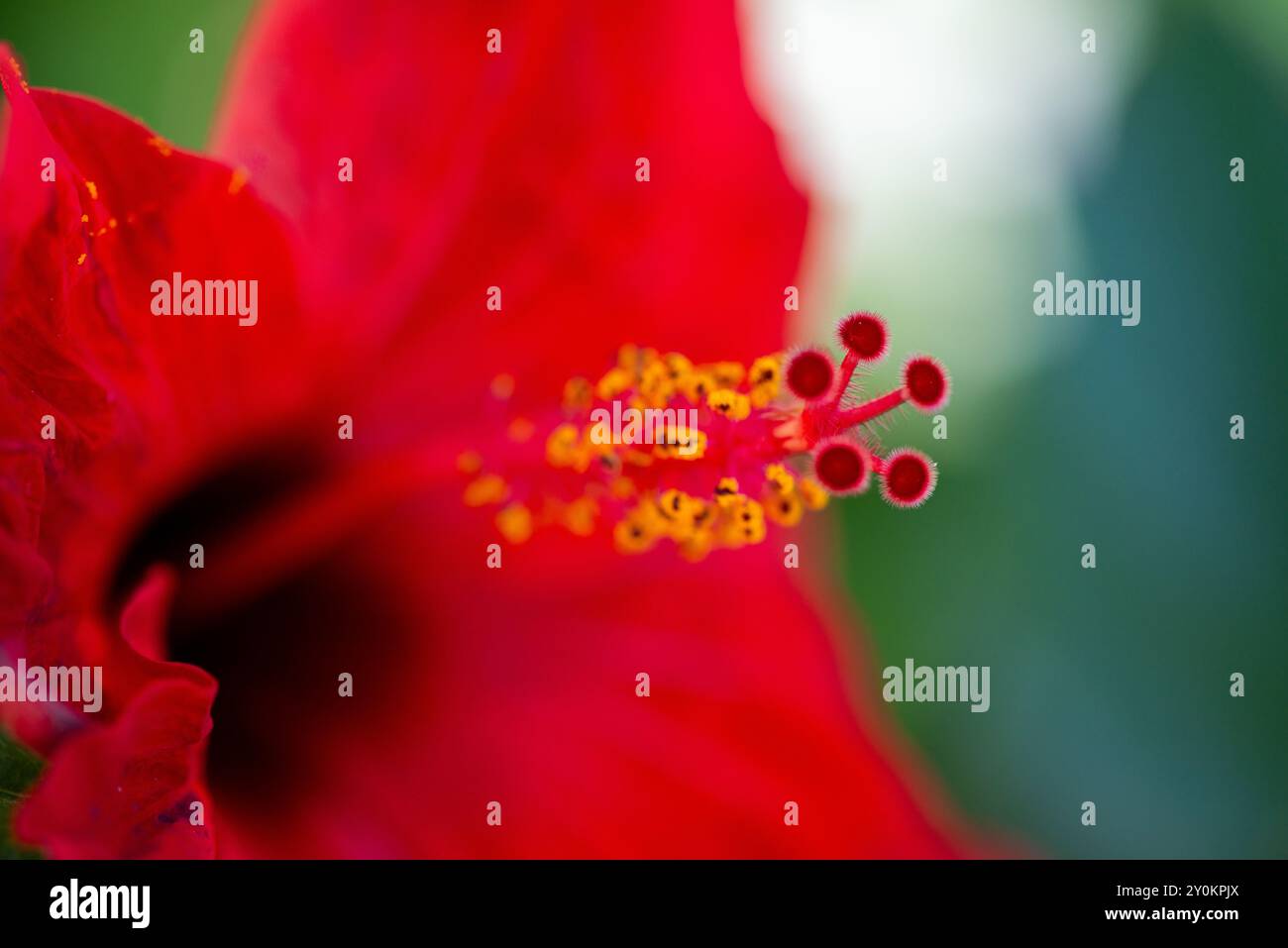 A stunning macro photograph capturing the intricate details and vibrant ...