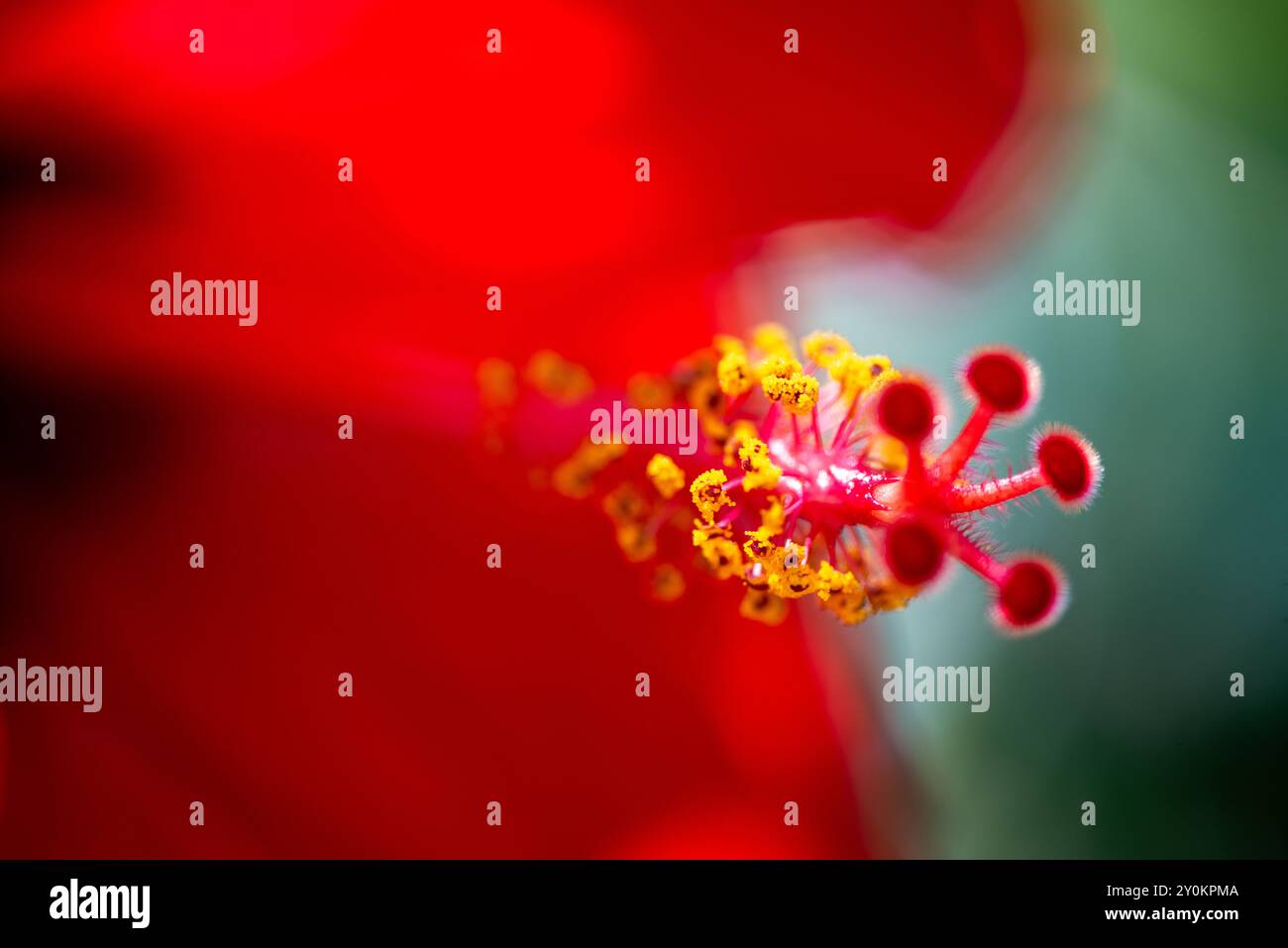 A stunning macro photograph capturing the intricate details and vibrant stamens of the red ...