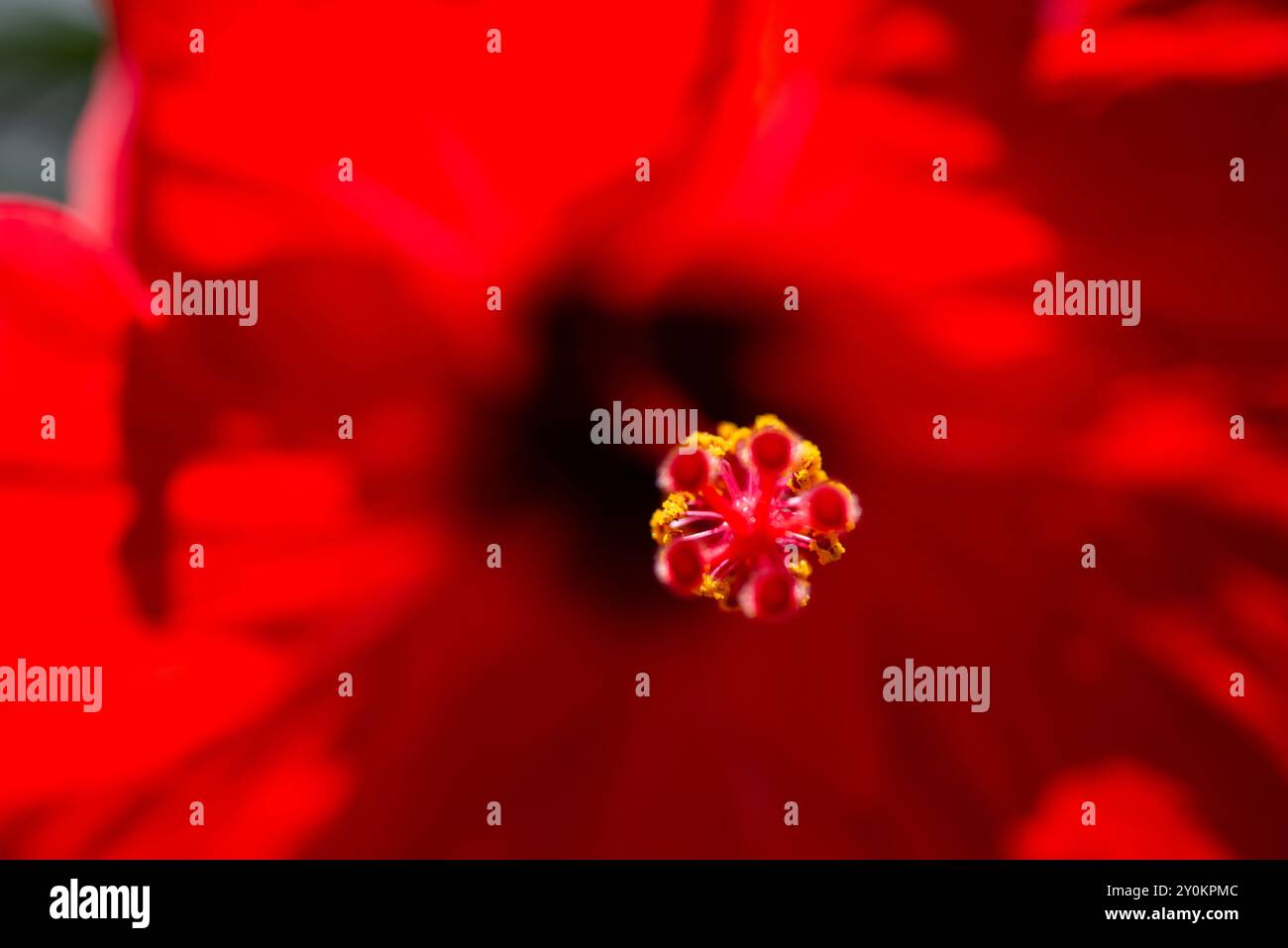 A stunning macro photograph capturing the intricate details and vibrant stamens of the red ...